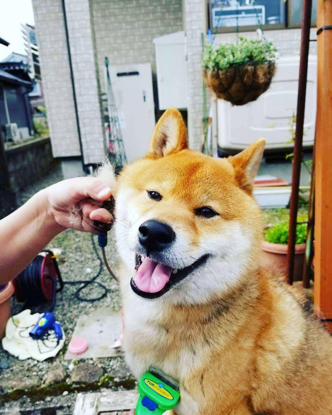 My shiba loves getting trimmed | Scrolller