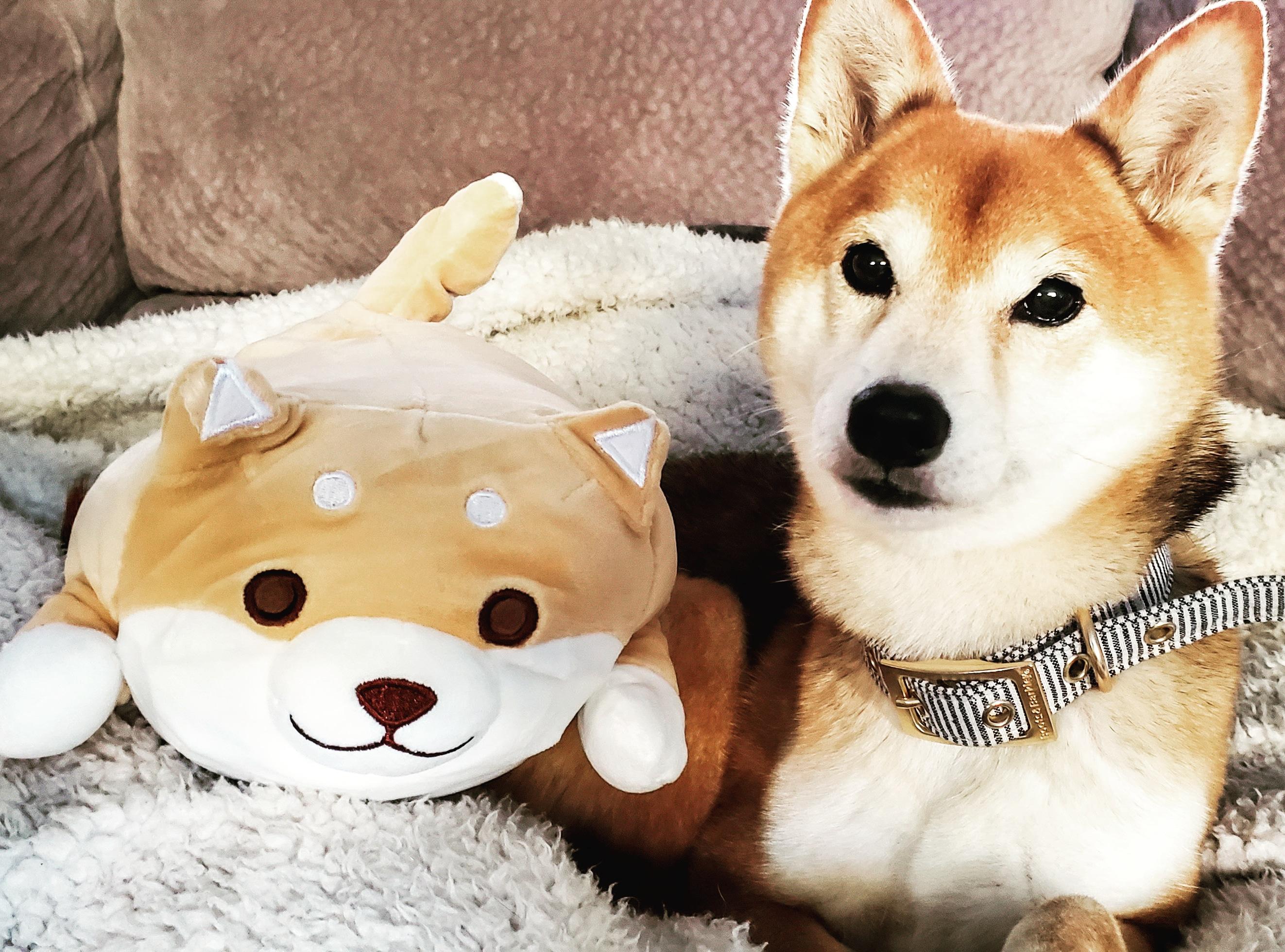 My Shiba with her Shiba. | Scrolller