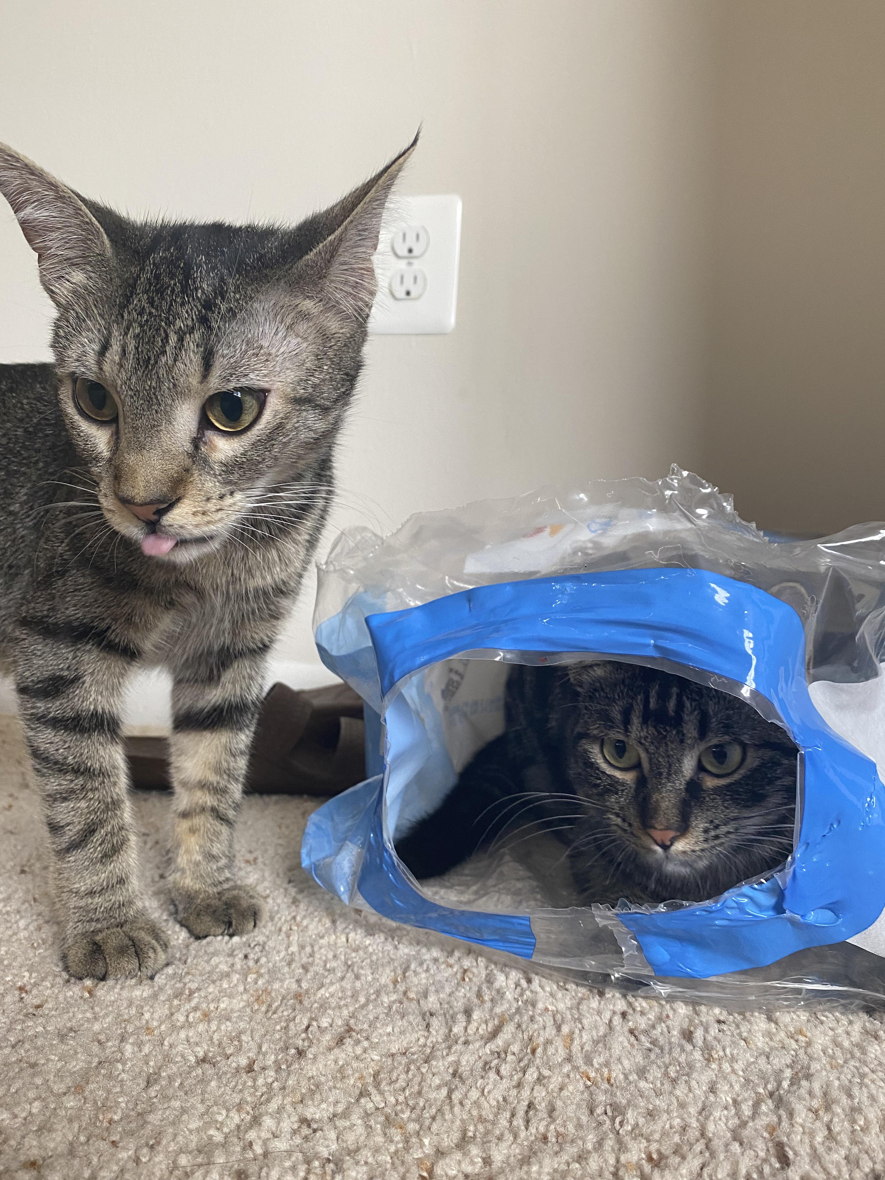 My silly boys | Scrolller