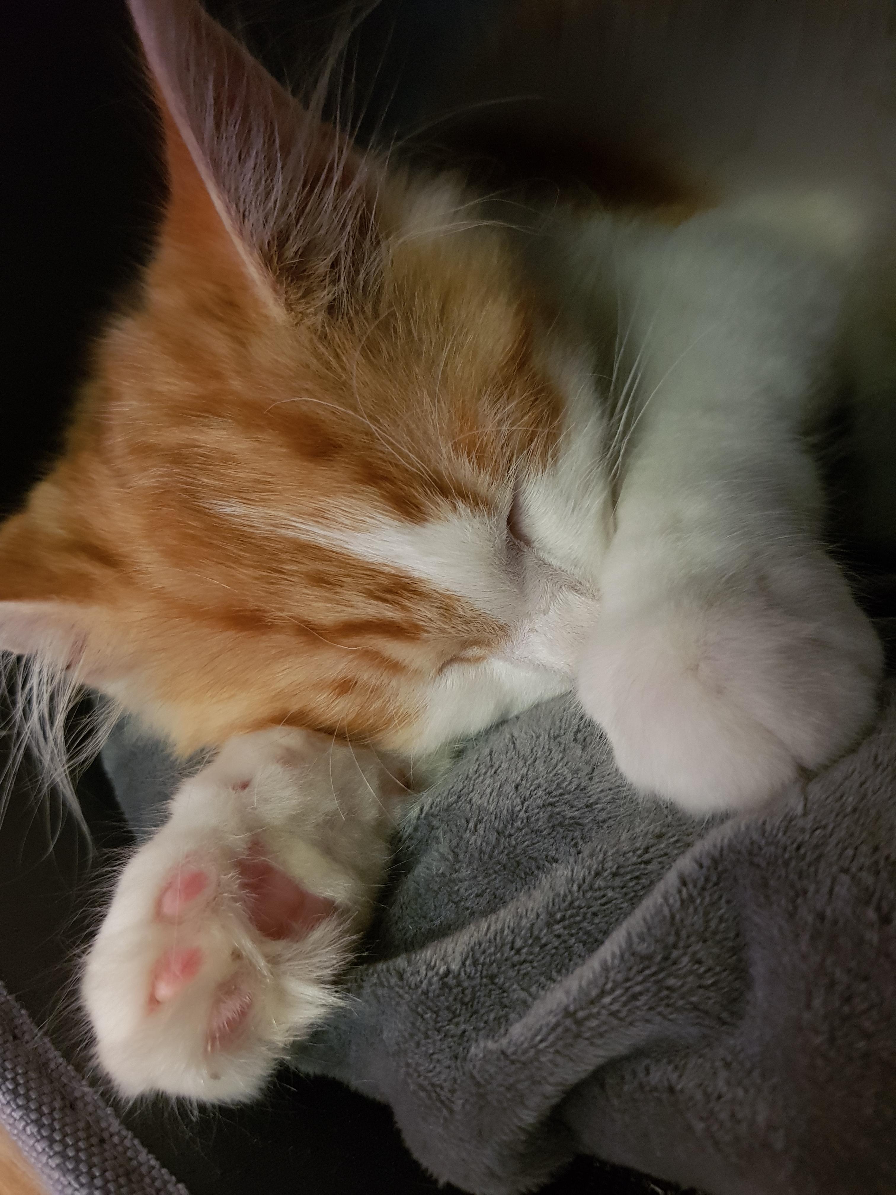 My sister's new kitten George and his fluffy jellybeans | Scrolller
