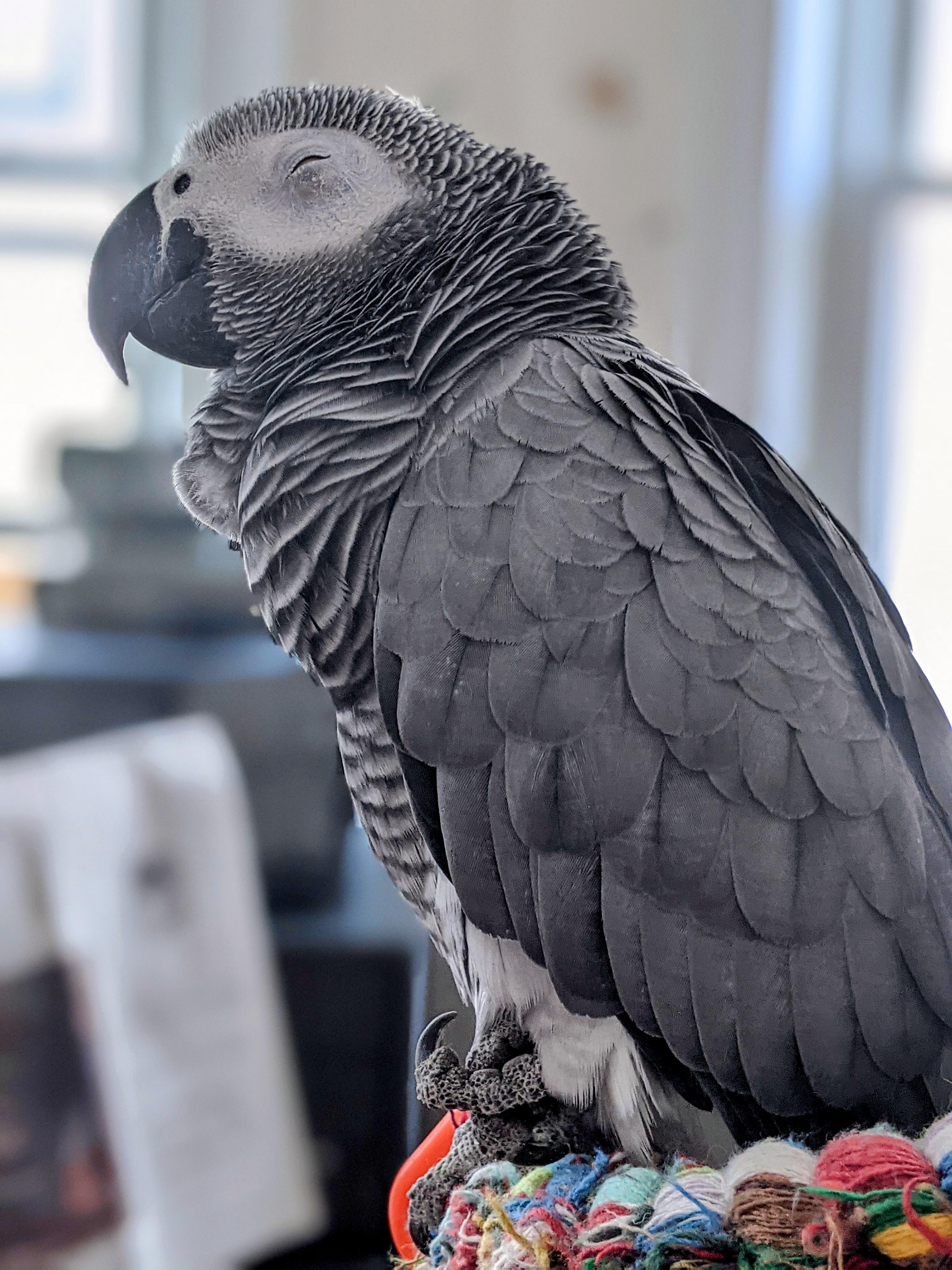 My sleepy grey blob | Scrolller