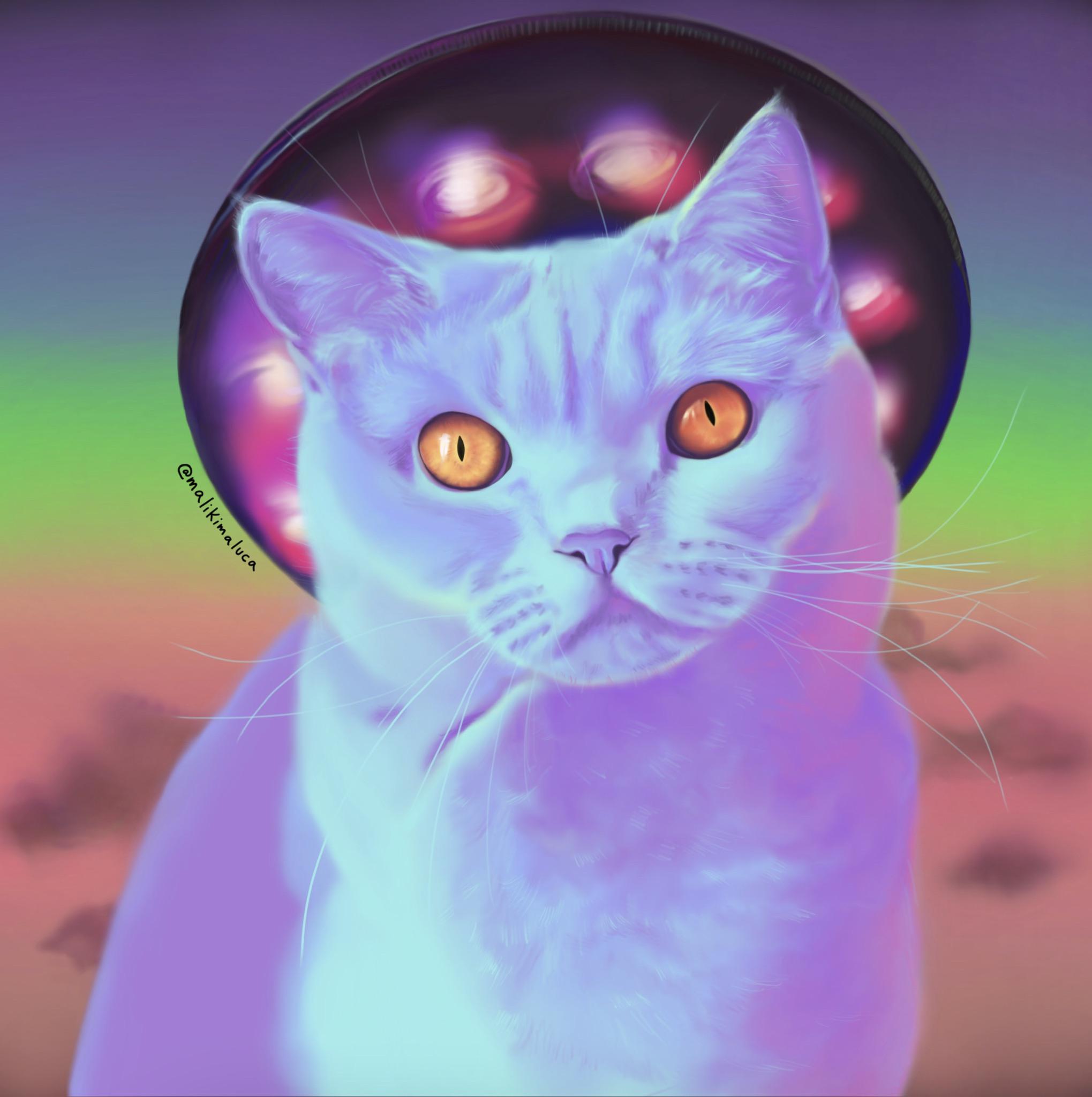 My space cat | Scrolller