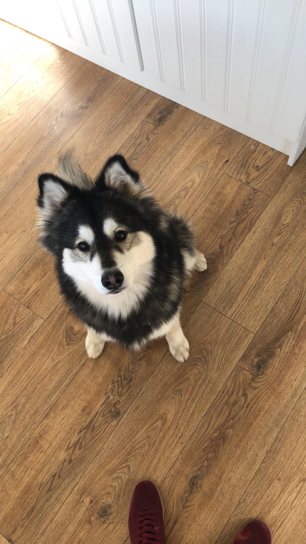 My special Tripawd pomsky Brodie 1.5 years old | Scrolller