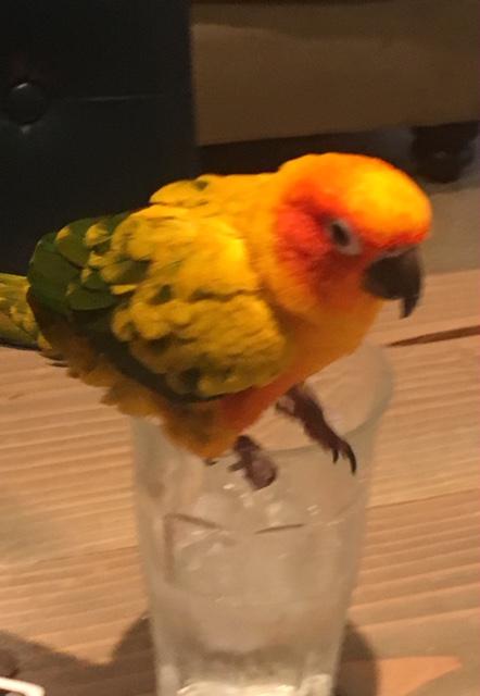 My Sun Conure Simon | Scrolller