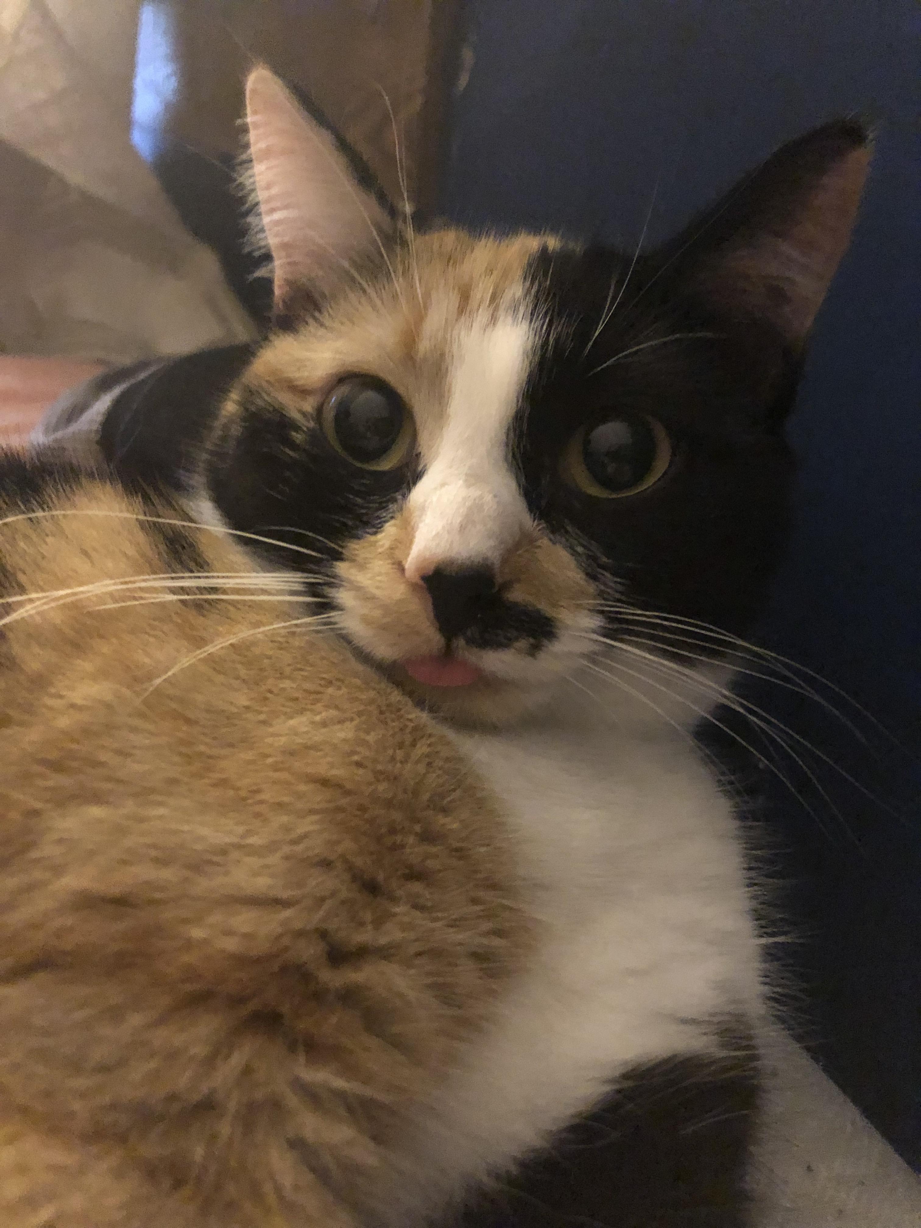 My sweet babies tiny blep | Scrolller
