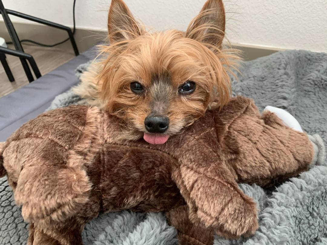 My sweet boy Baxter has been fighting lymphoma since the end of ...