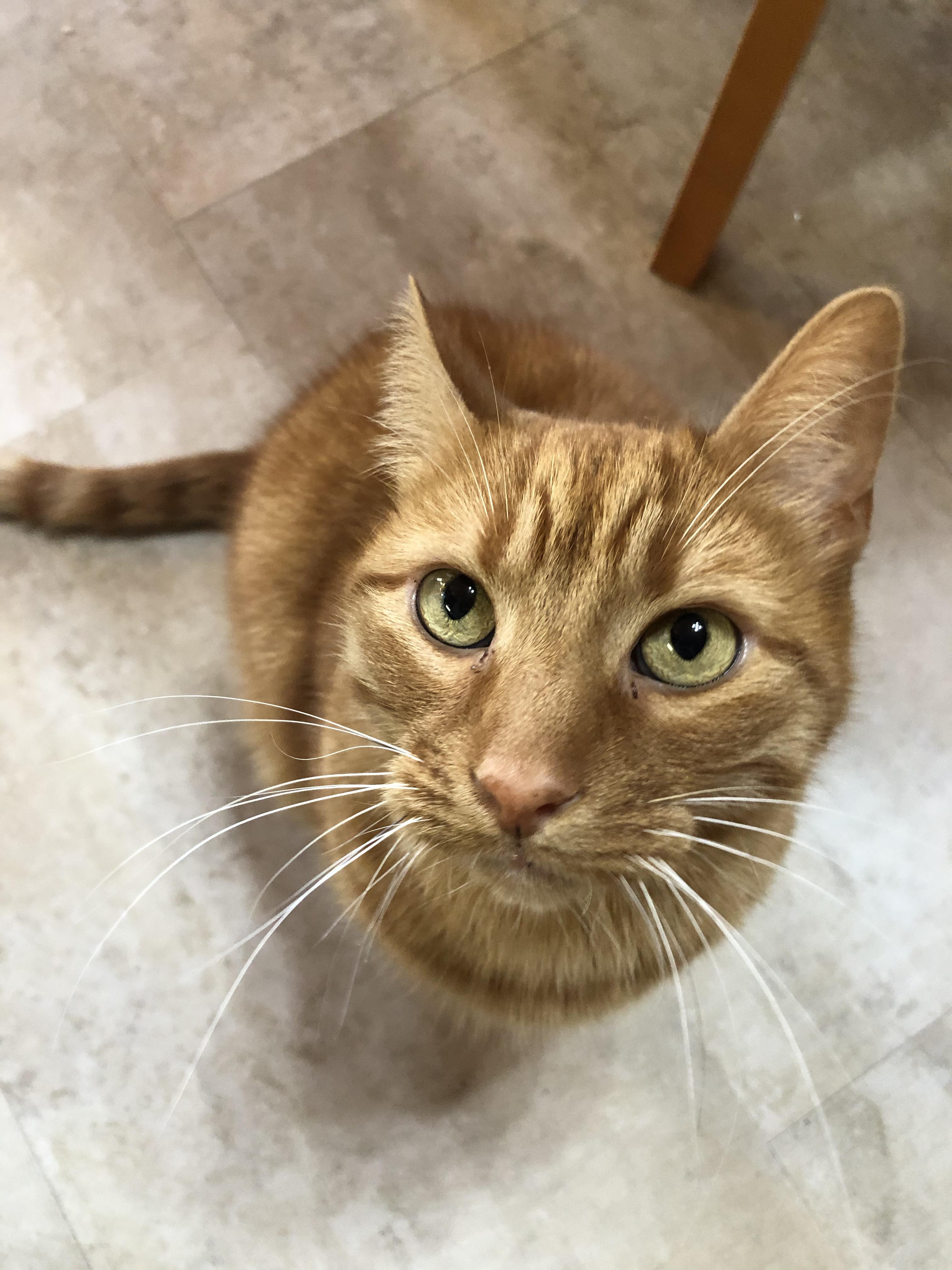 My sweet boy, Leo! | Scrolller