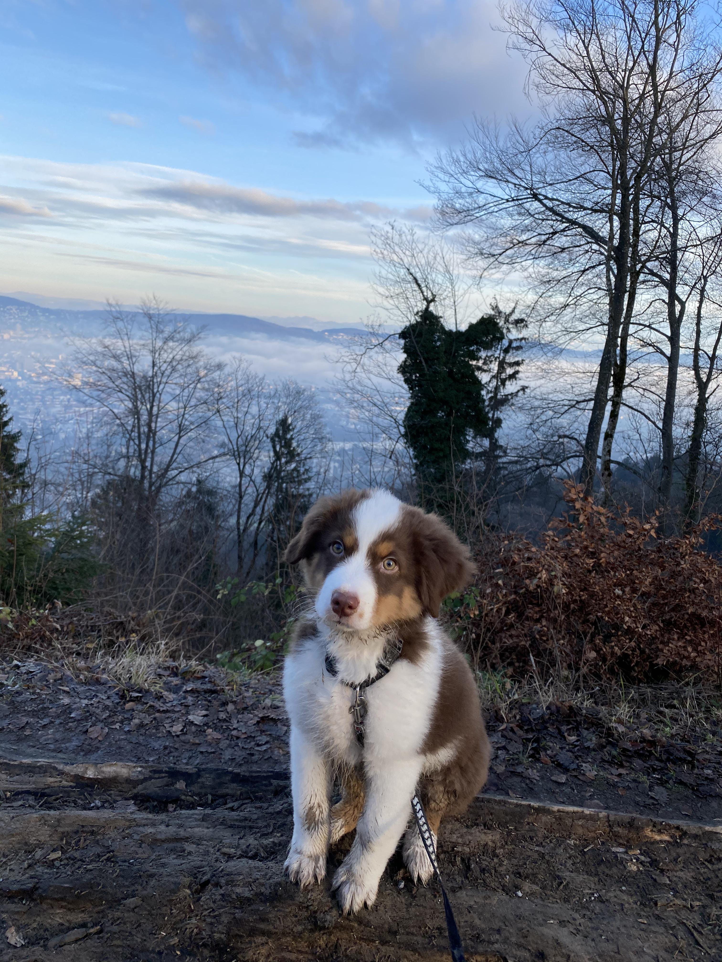 My sweet boy on his first hike | Scrolller