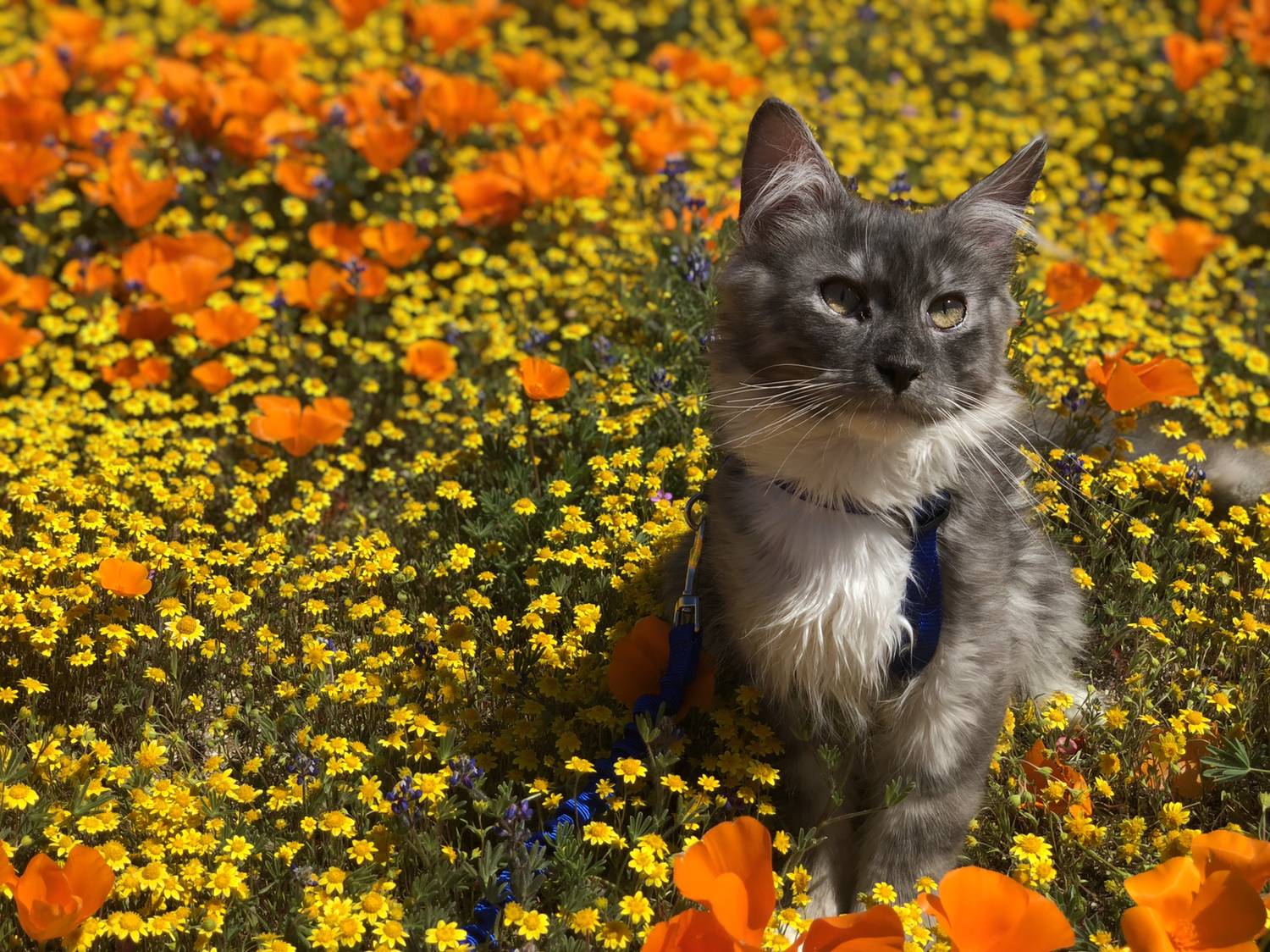 My sweet boy who loves exploring | Scrolller