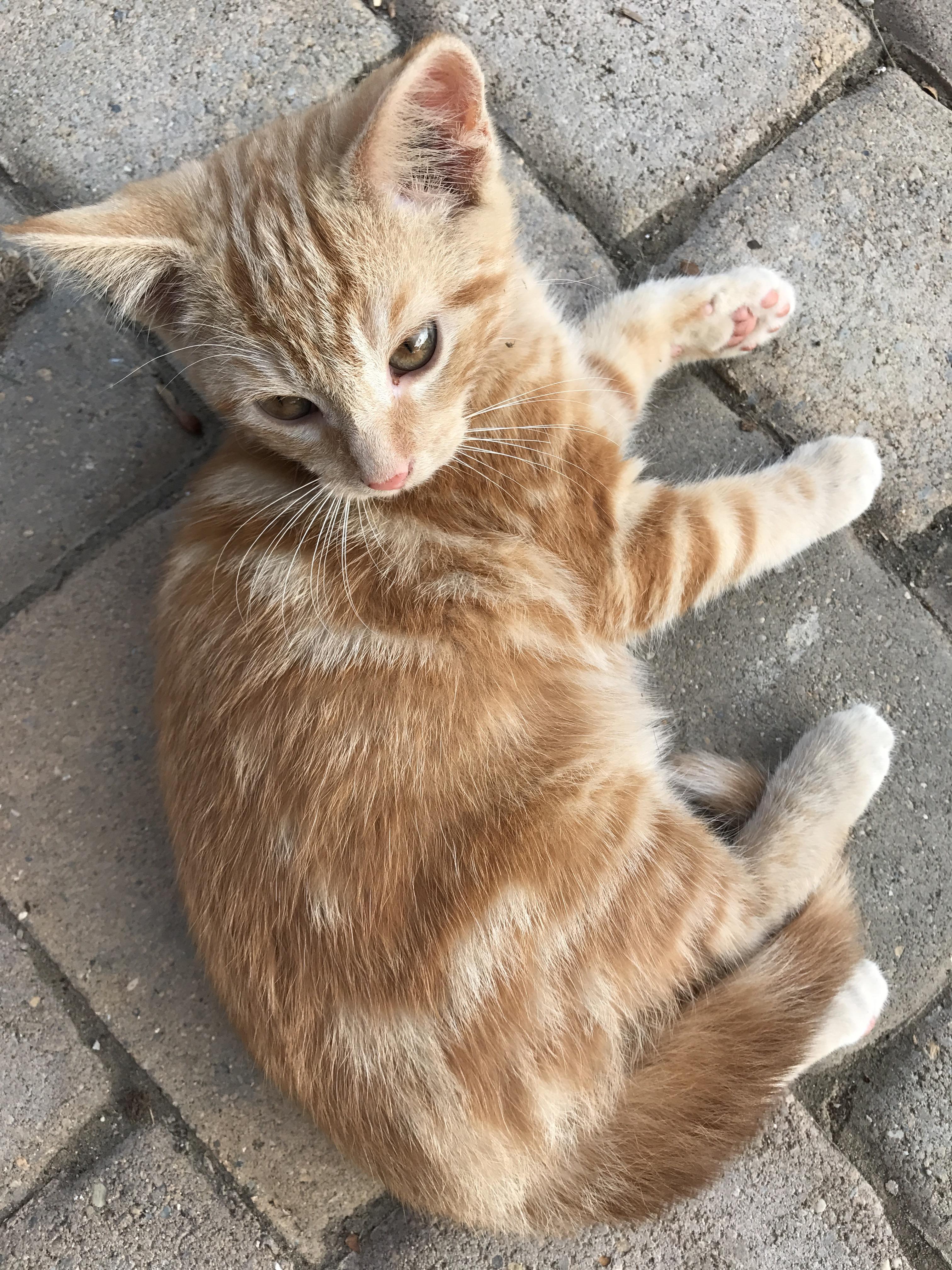 My sweet little ginger kiddo loungin' around. | Scrolller