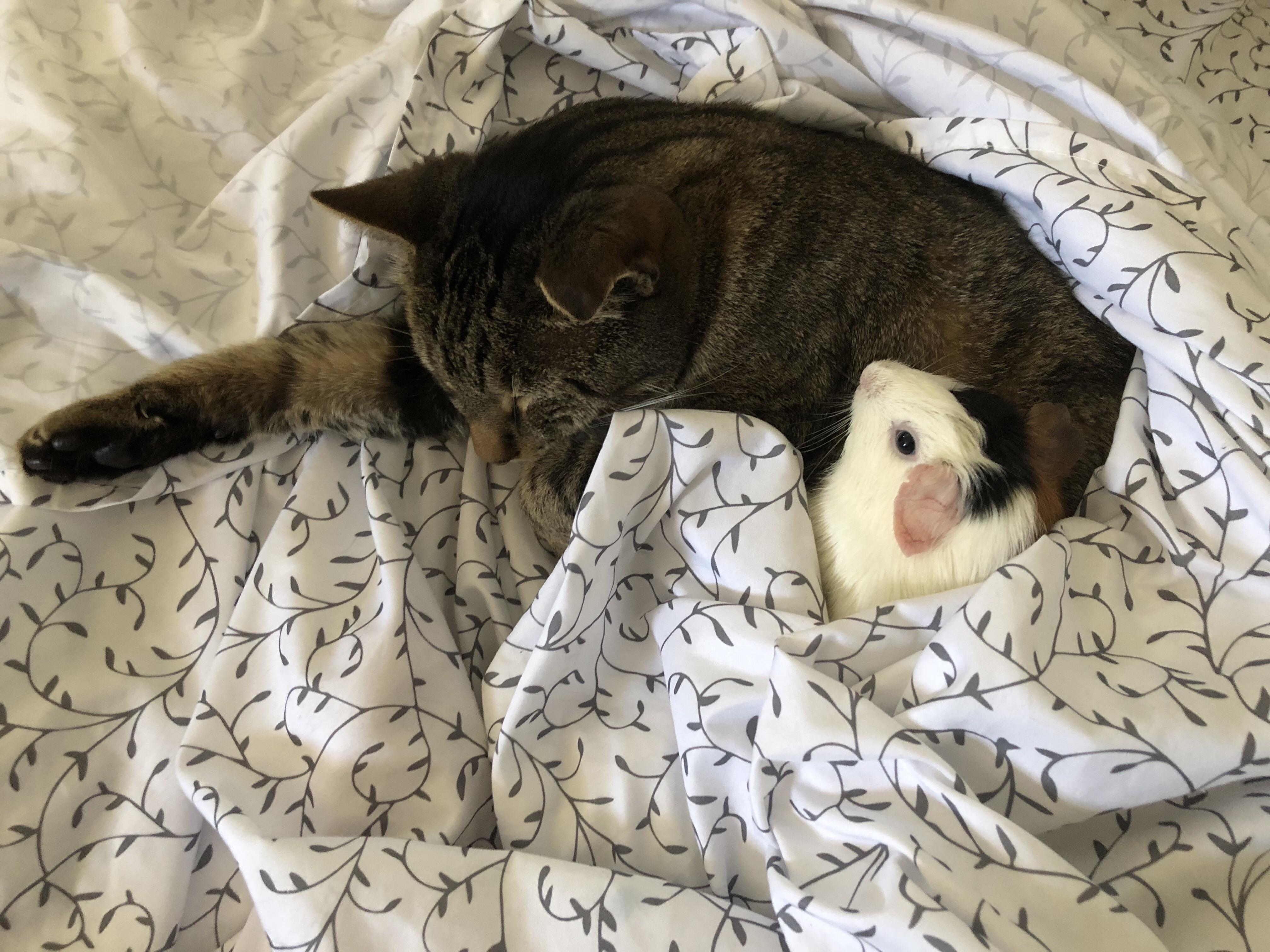 My tabby cat, Baba, cuddling with Pumpkin the guinea pig | Scrolller