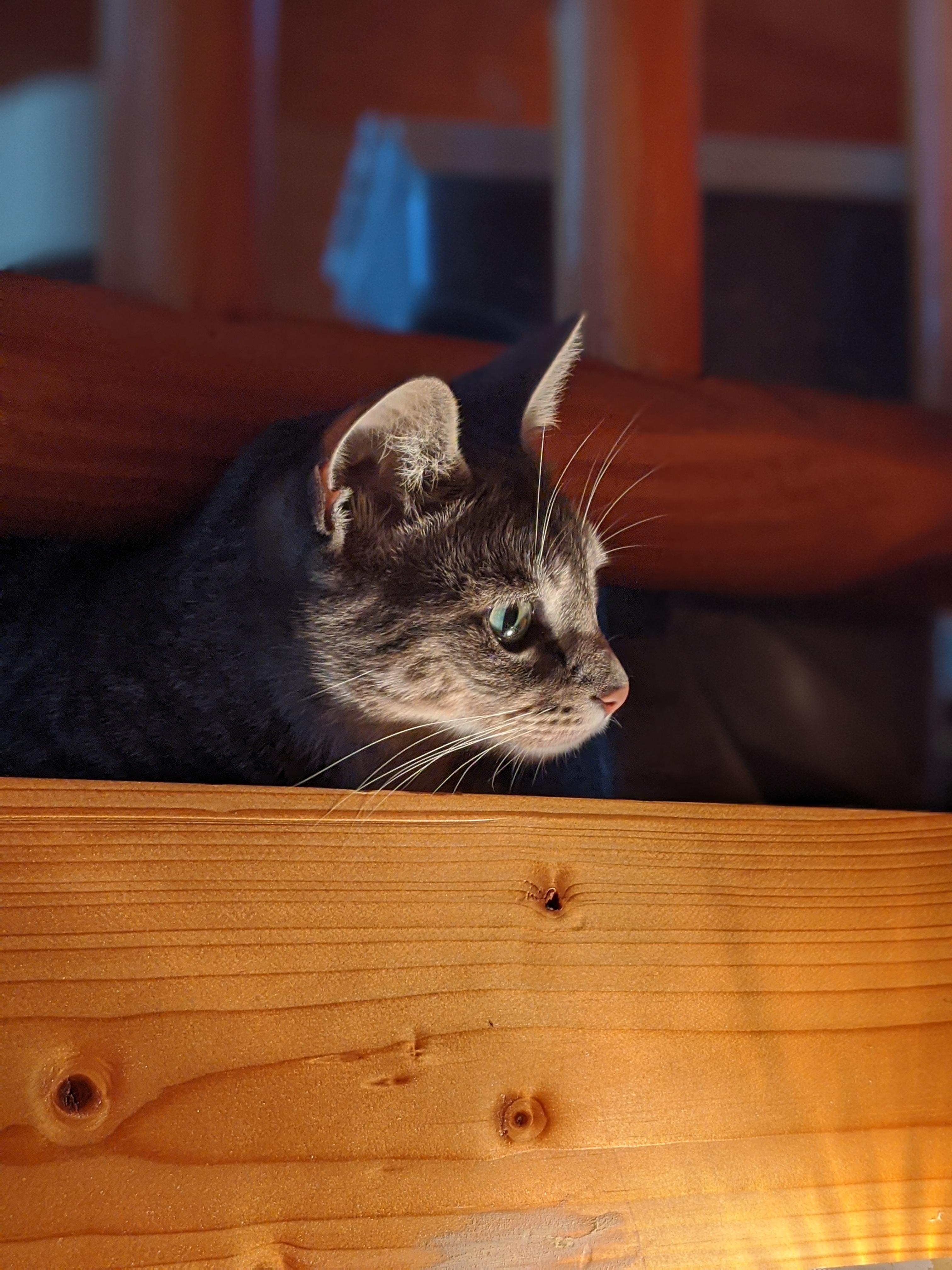 My tabby Halle very focused | Scrolller