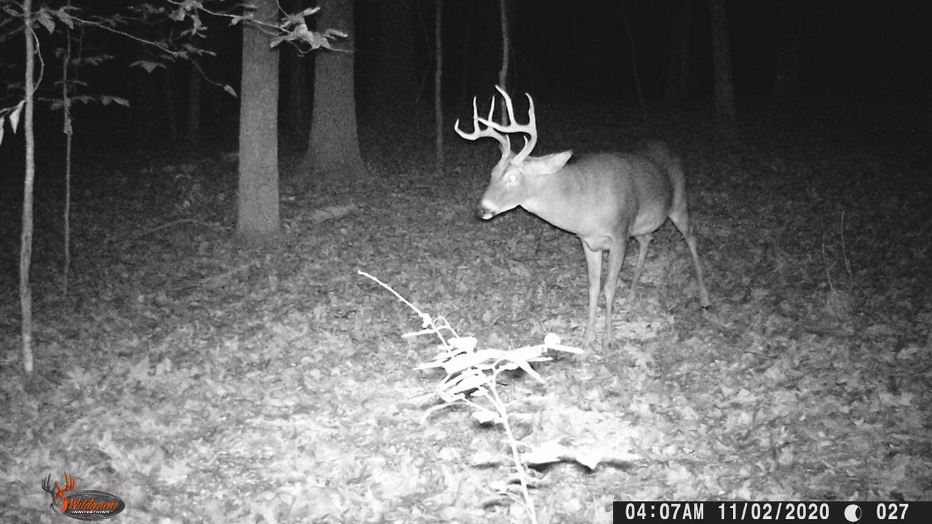 My target for late season is Snort here or does. What’s y’all target deer? | Scrolller