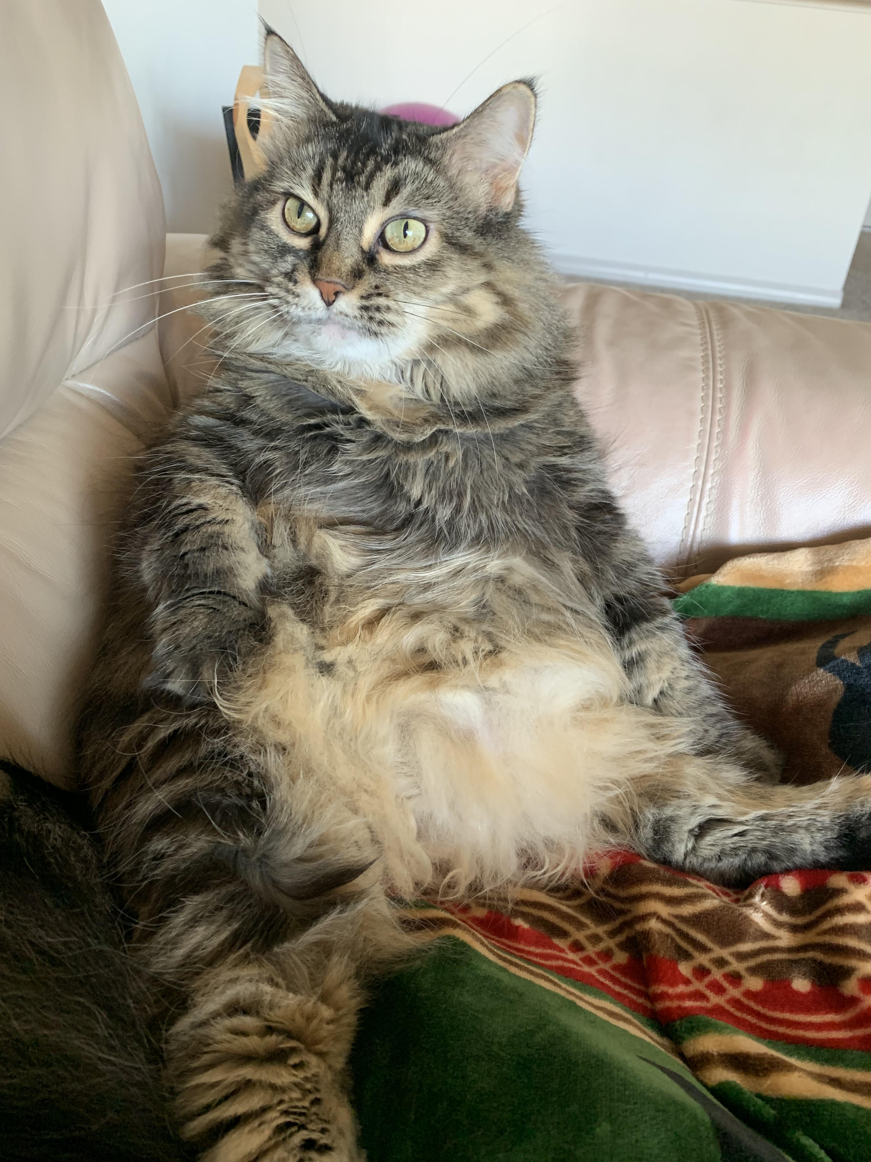 My thick girl showing off her tummy full of floof | Scrolller