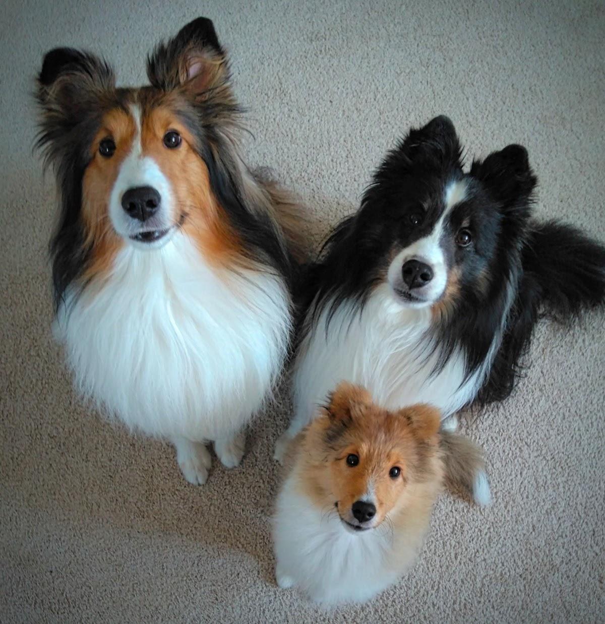 My three amigos | Scrolller