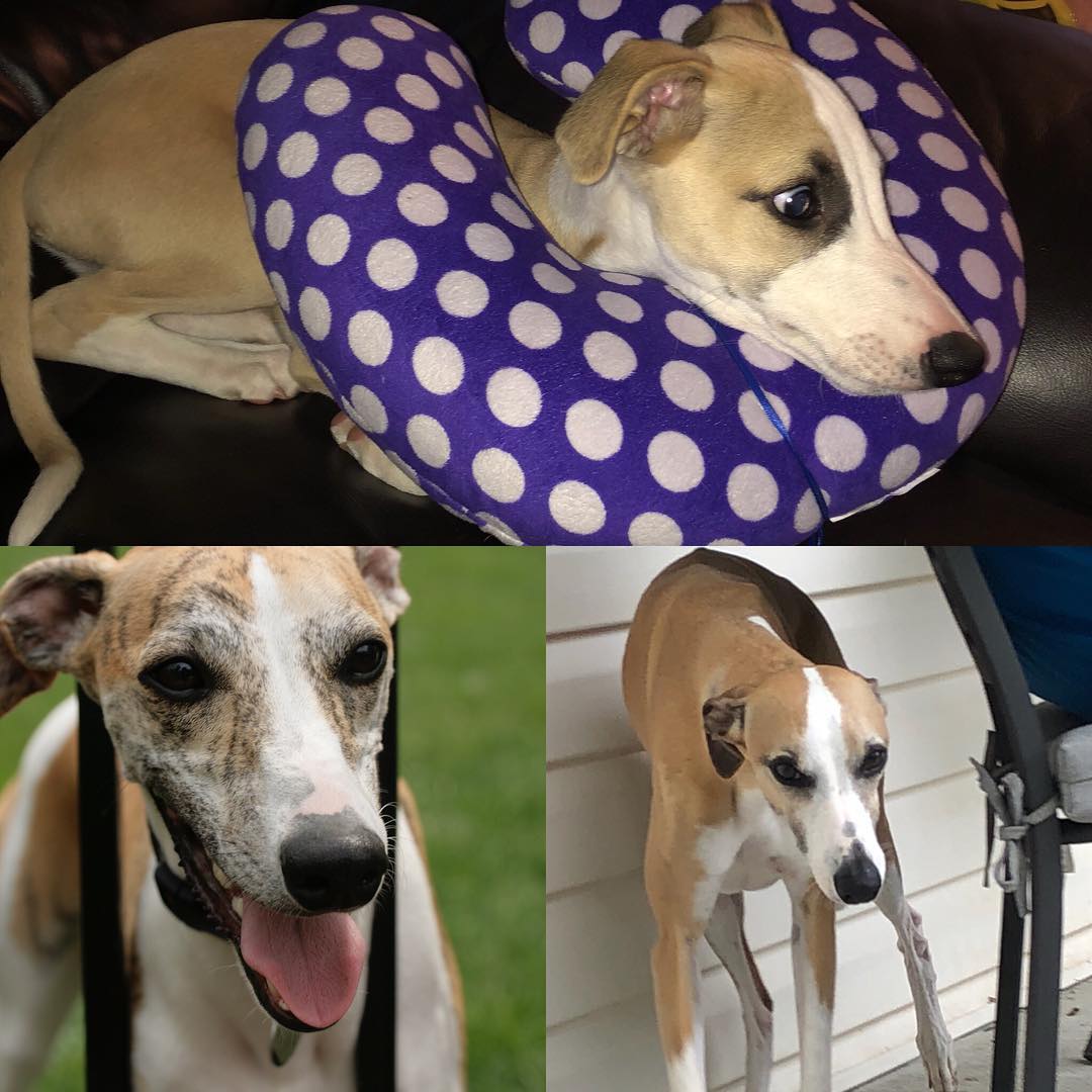 My three good boys | Scrolller