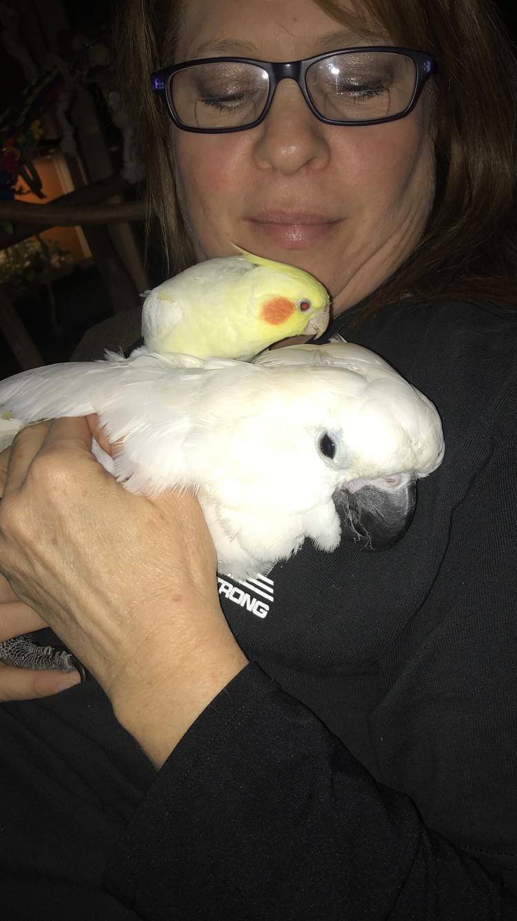 My Tiel used to love to preen her big sister. | Scrolller