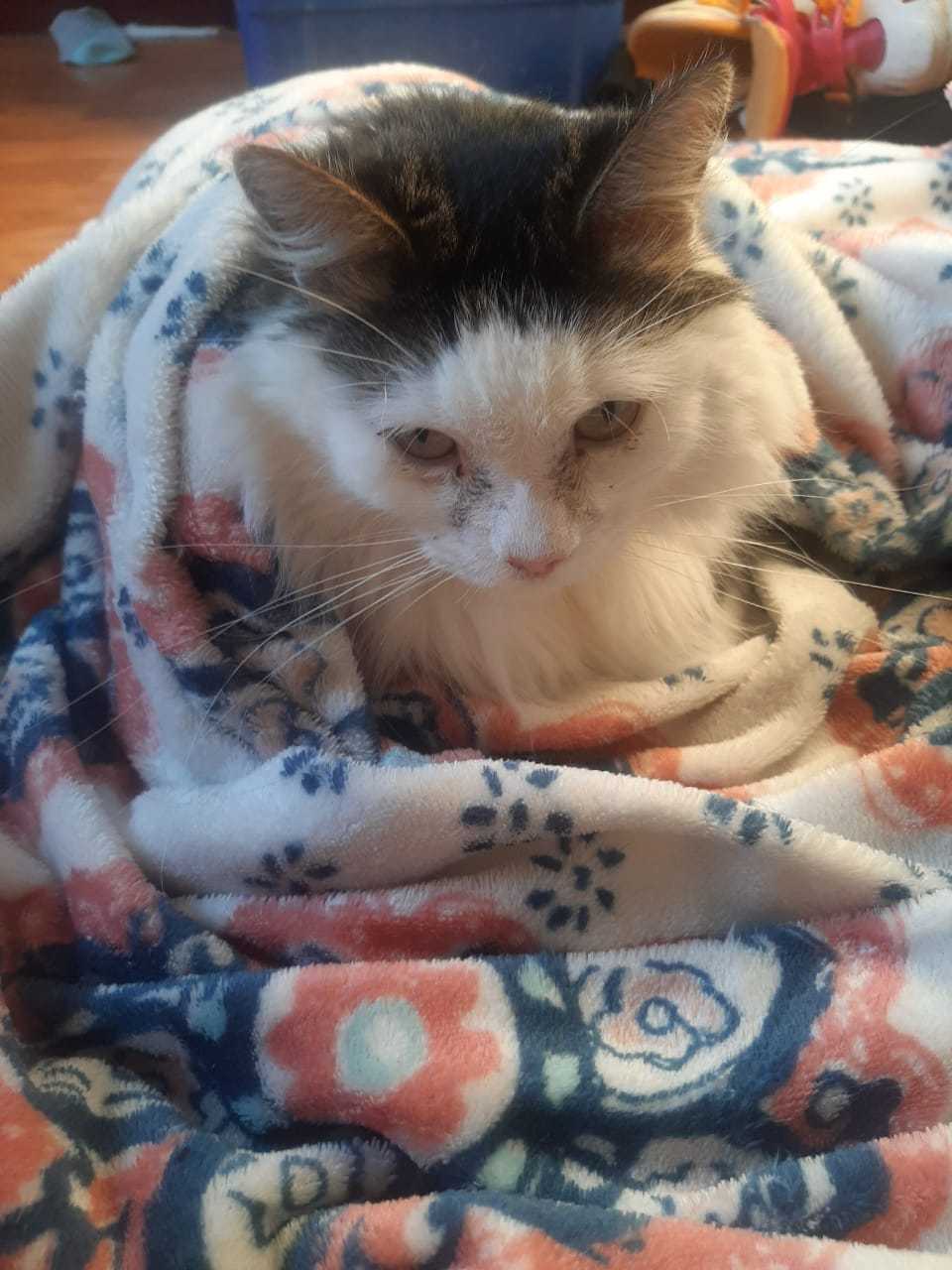 My tired purrito, with extra spice | Scrolller