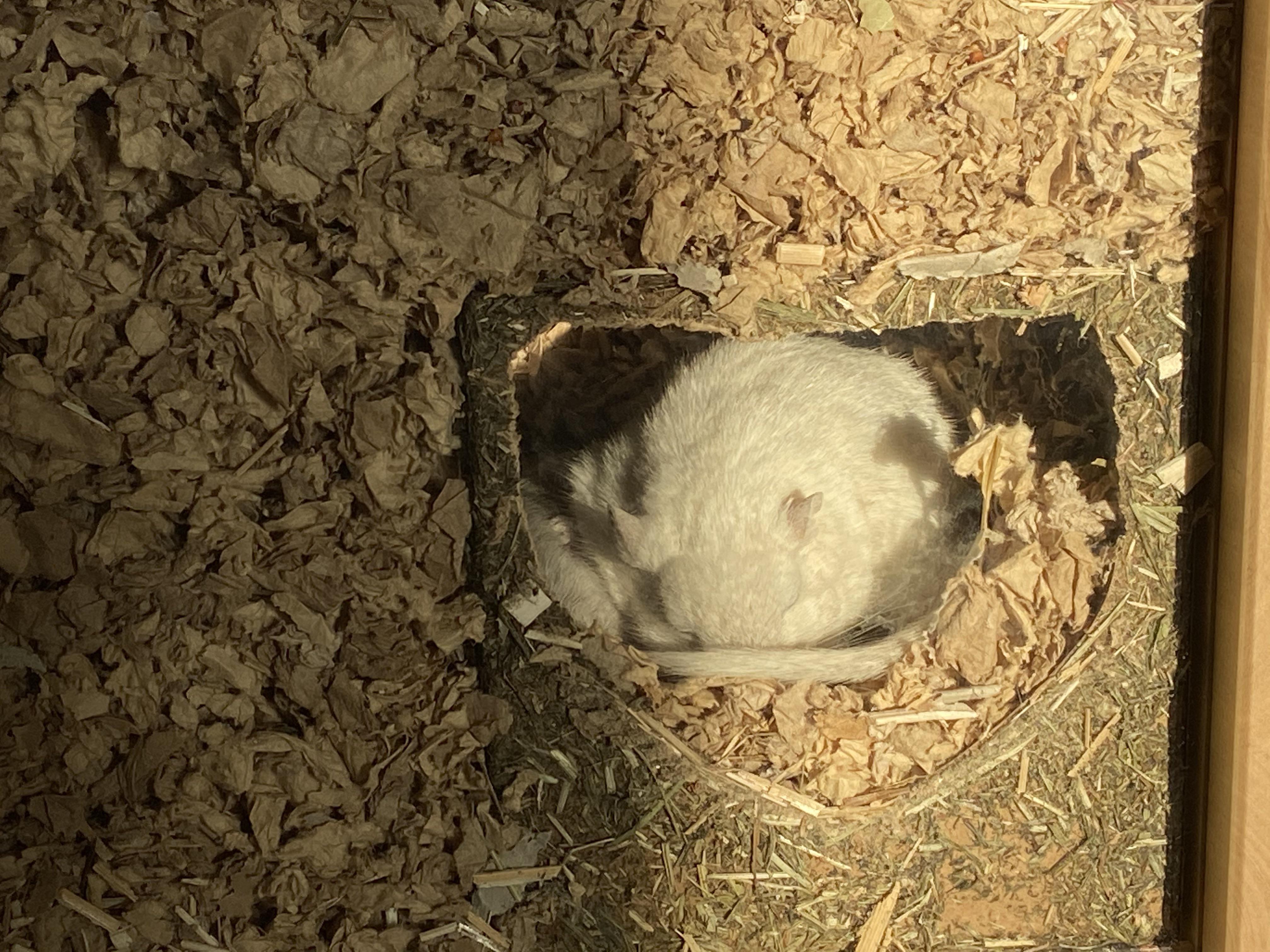My two adopted boys living the gerbil life, sleeping together in the sunlight peeking through my ...