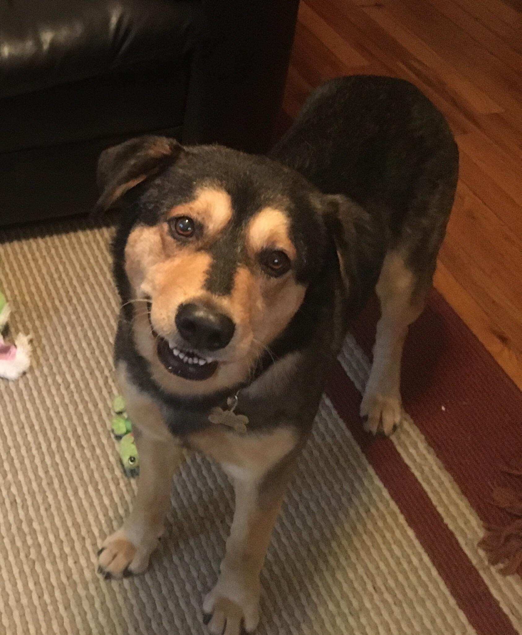 My "Up" Man.... Kilo The Foster Pupper | Scrolller