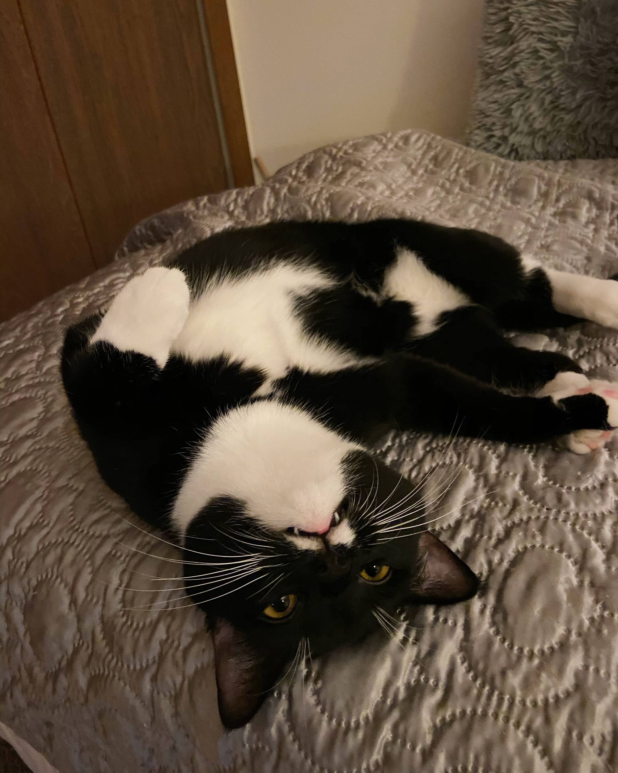 My upside down vampire kitty | Scrolller