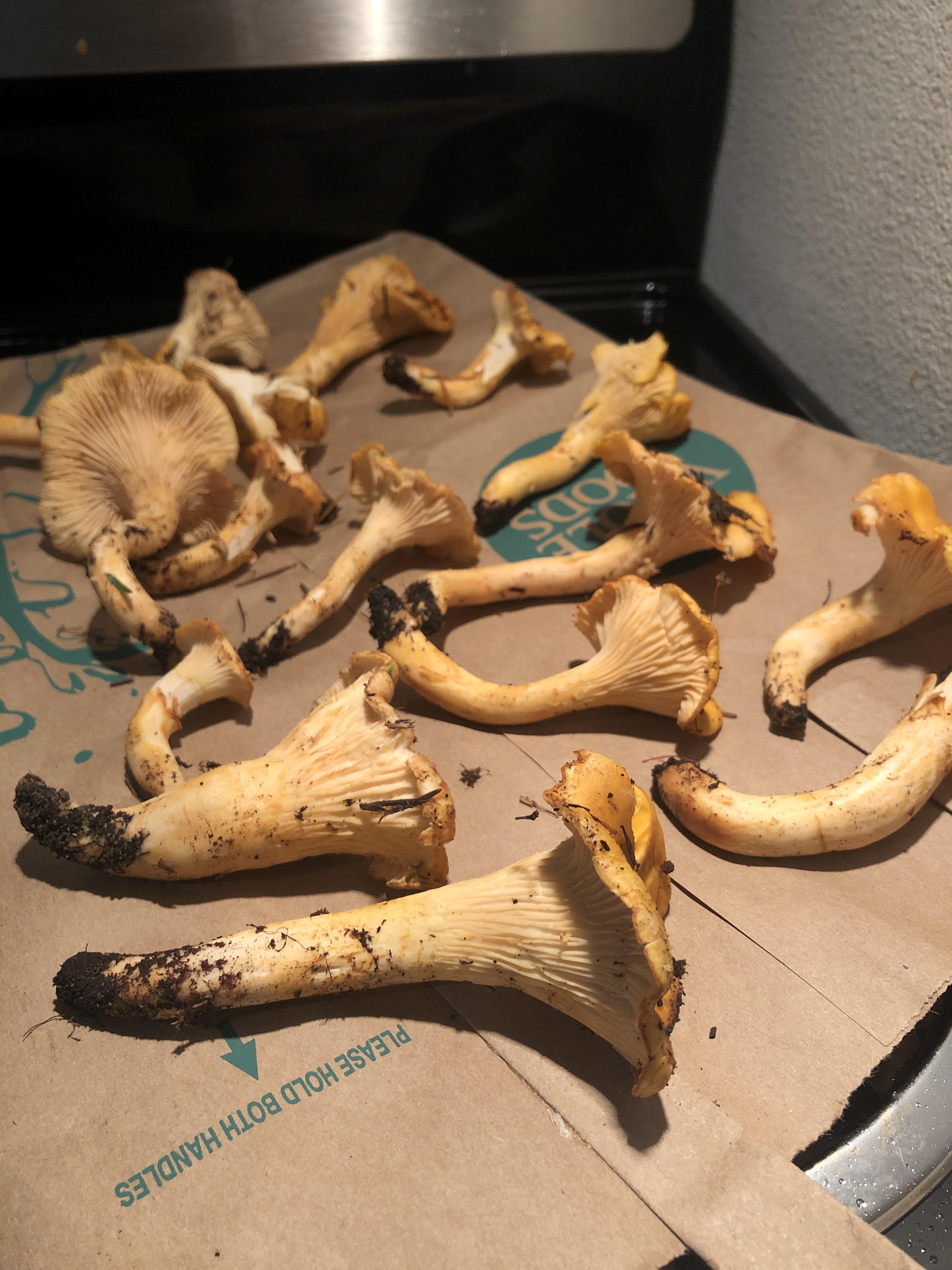 My very first chanterelle haul! | Scrolller