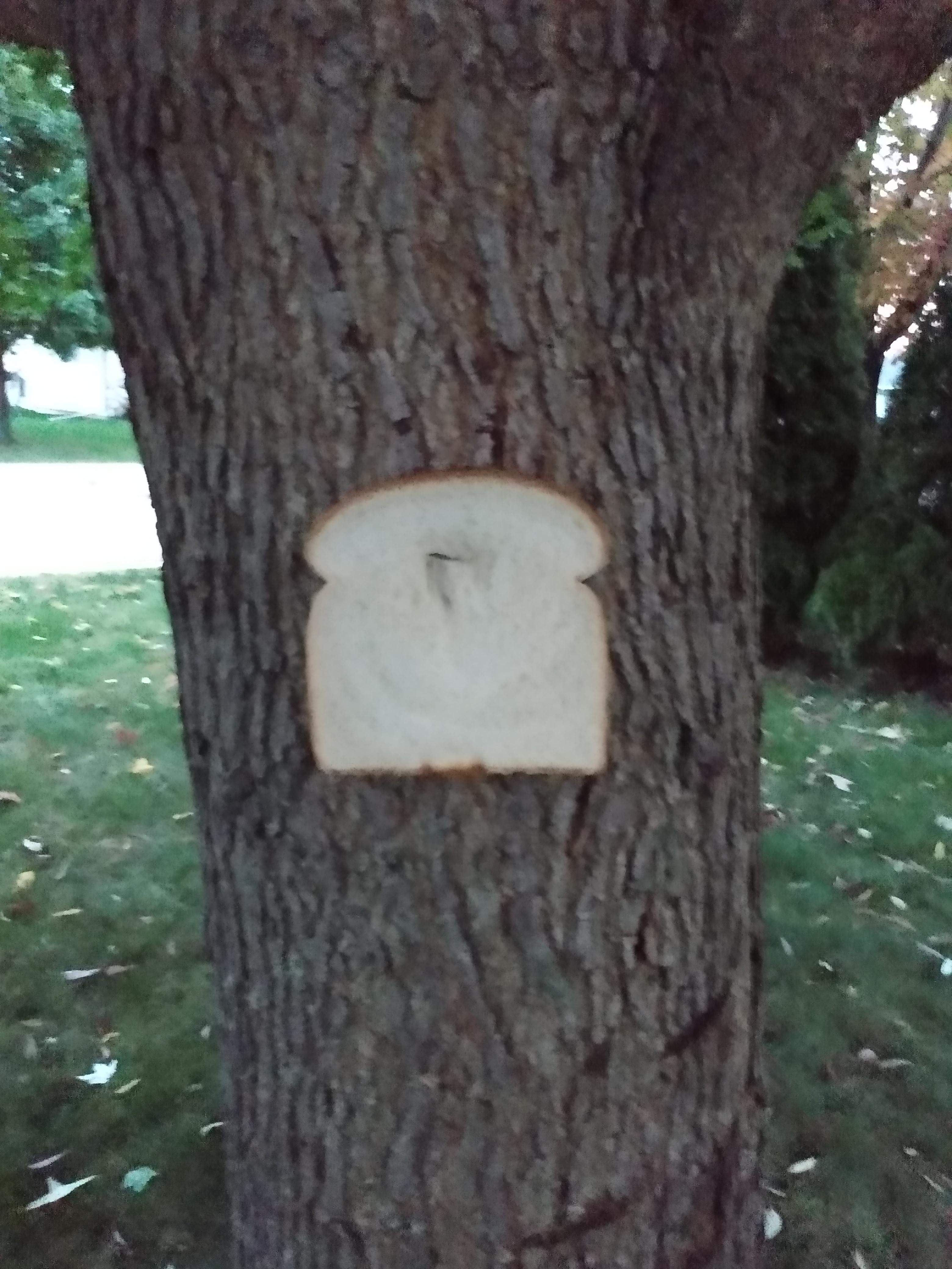 My very first staple! | Scrolller
