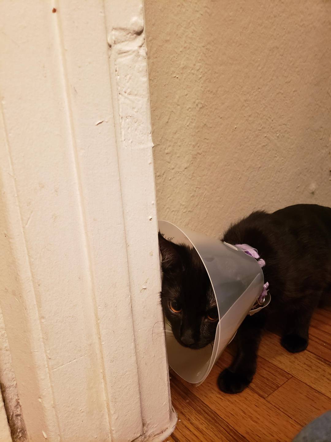 My very grumpy girl trying to use her whiskers to find the wall | Scrolller