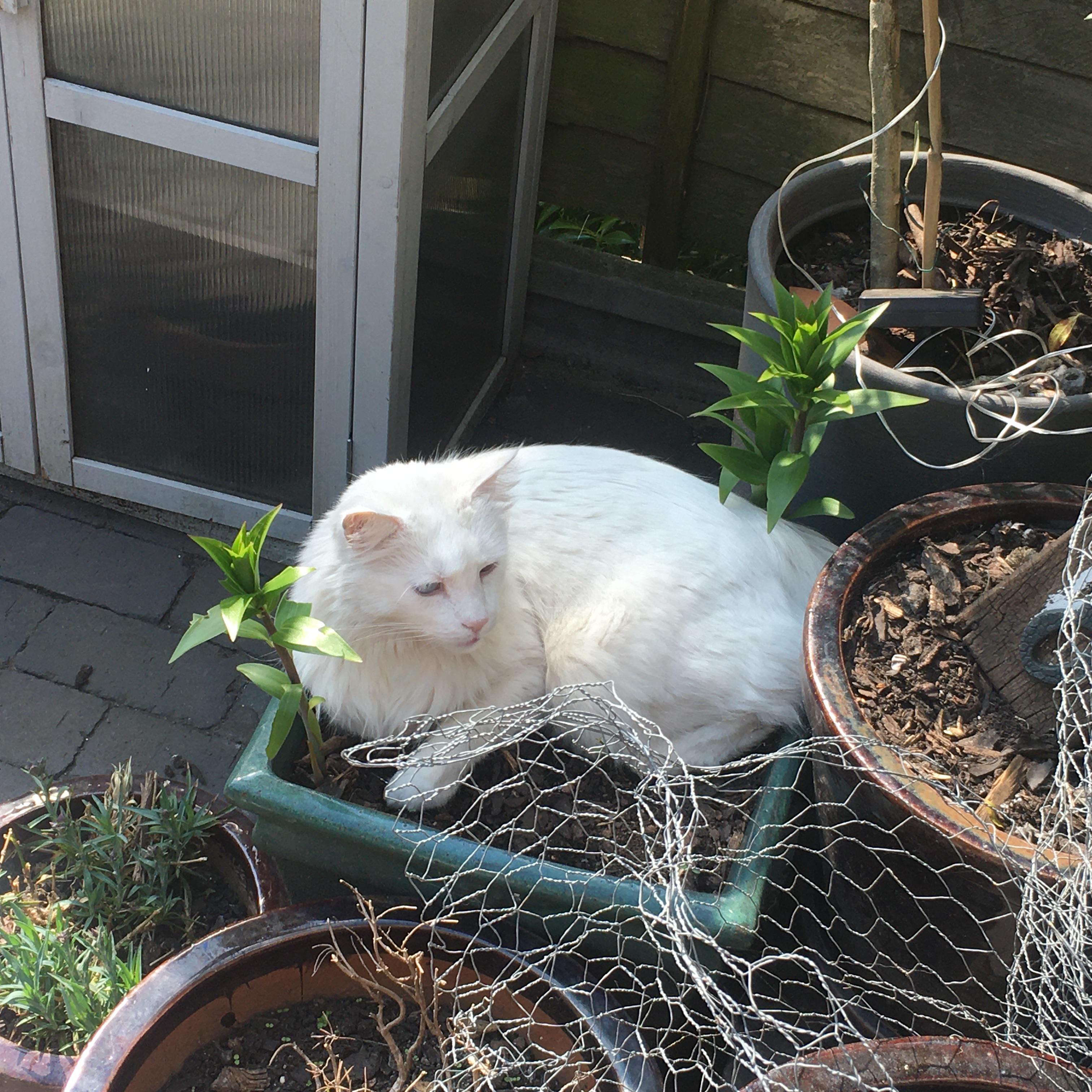 My very own potted boi | Scrolller