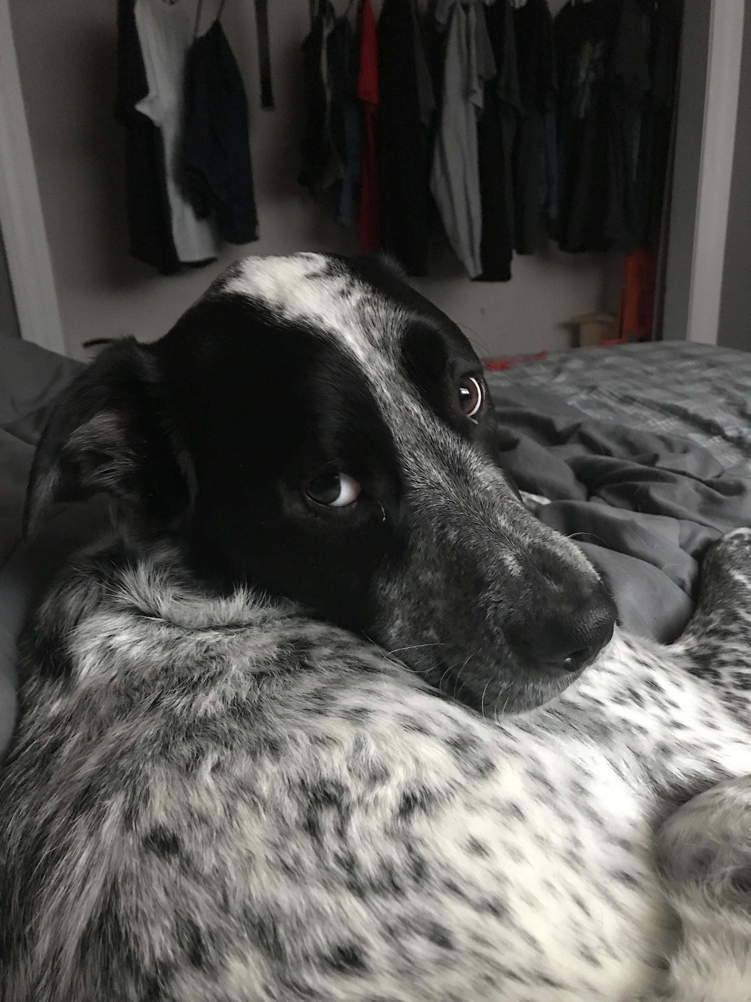 My very own rare pupper. | Scrolller