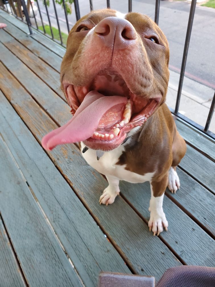 My viscous pitbull, Thompson. | Scrolller