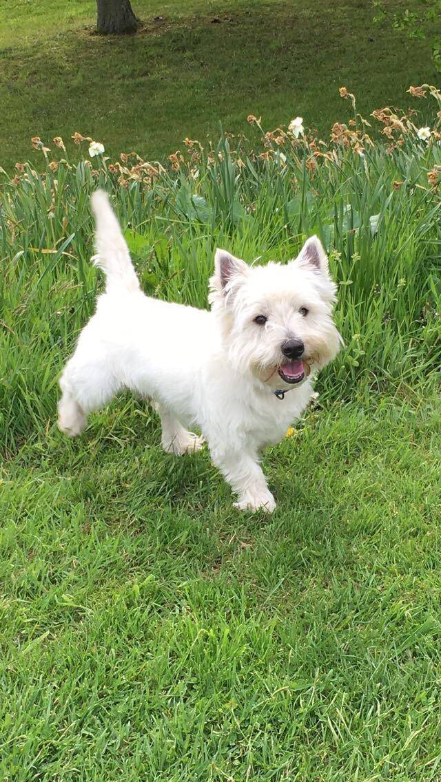 my wee scruffy boy ♥️ | Scrolller