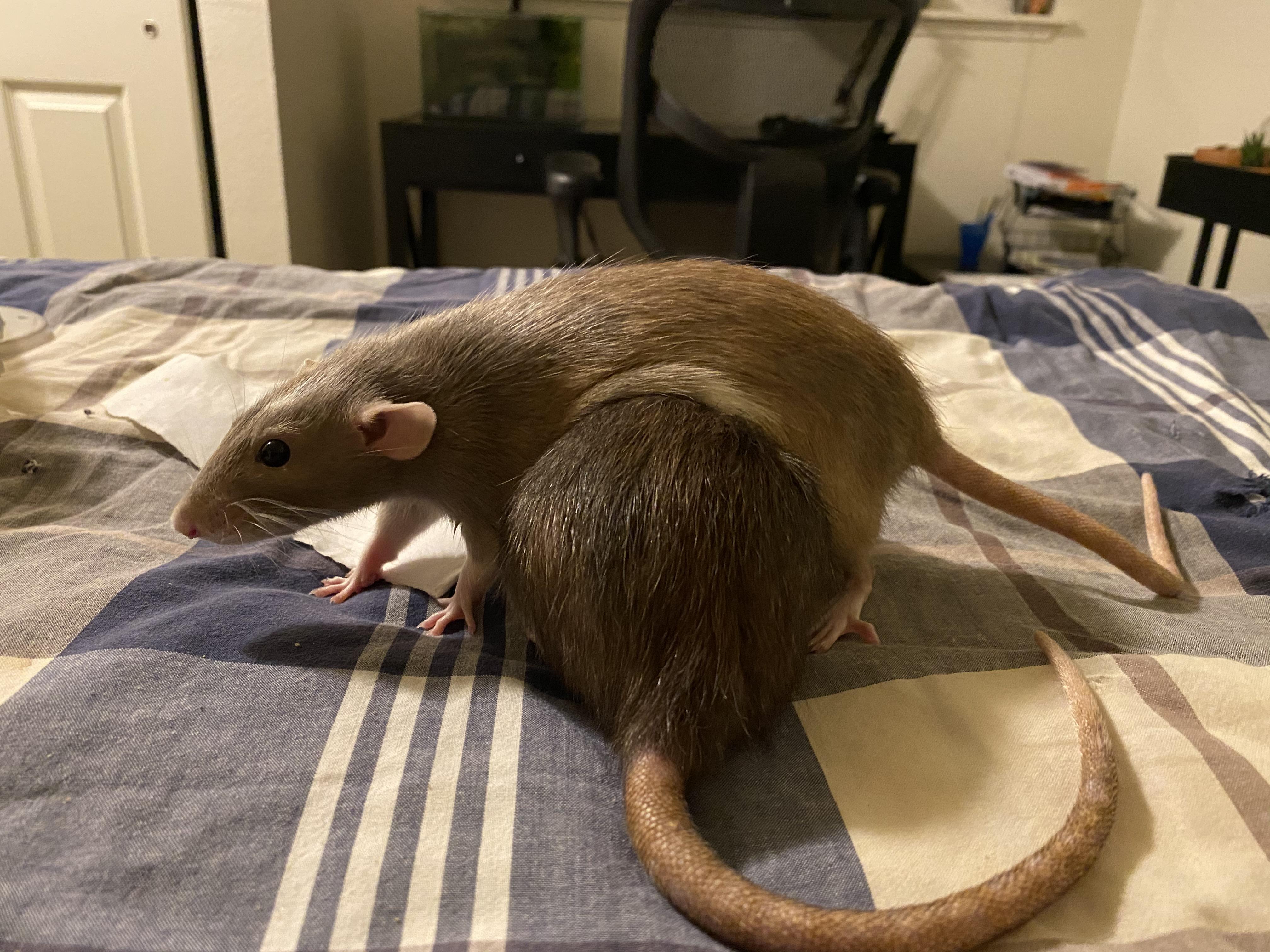 My weirdos | Scrolller