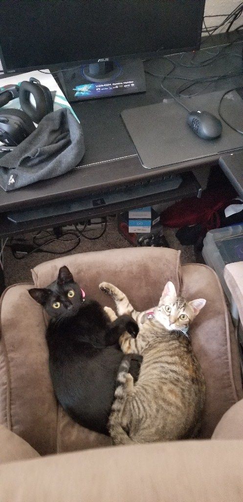 My Wife caught them snuggling in my office chair | Scrolller