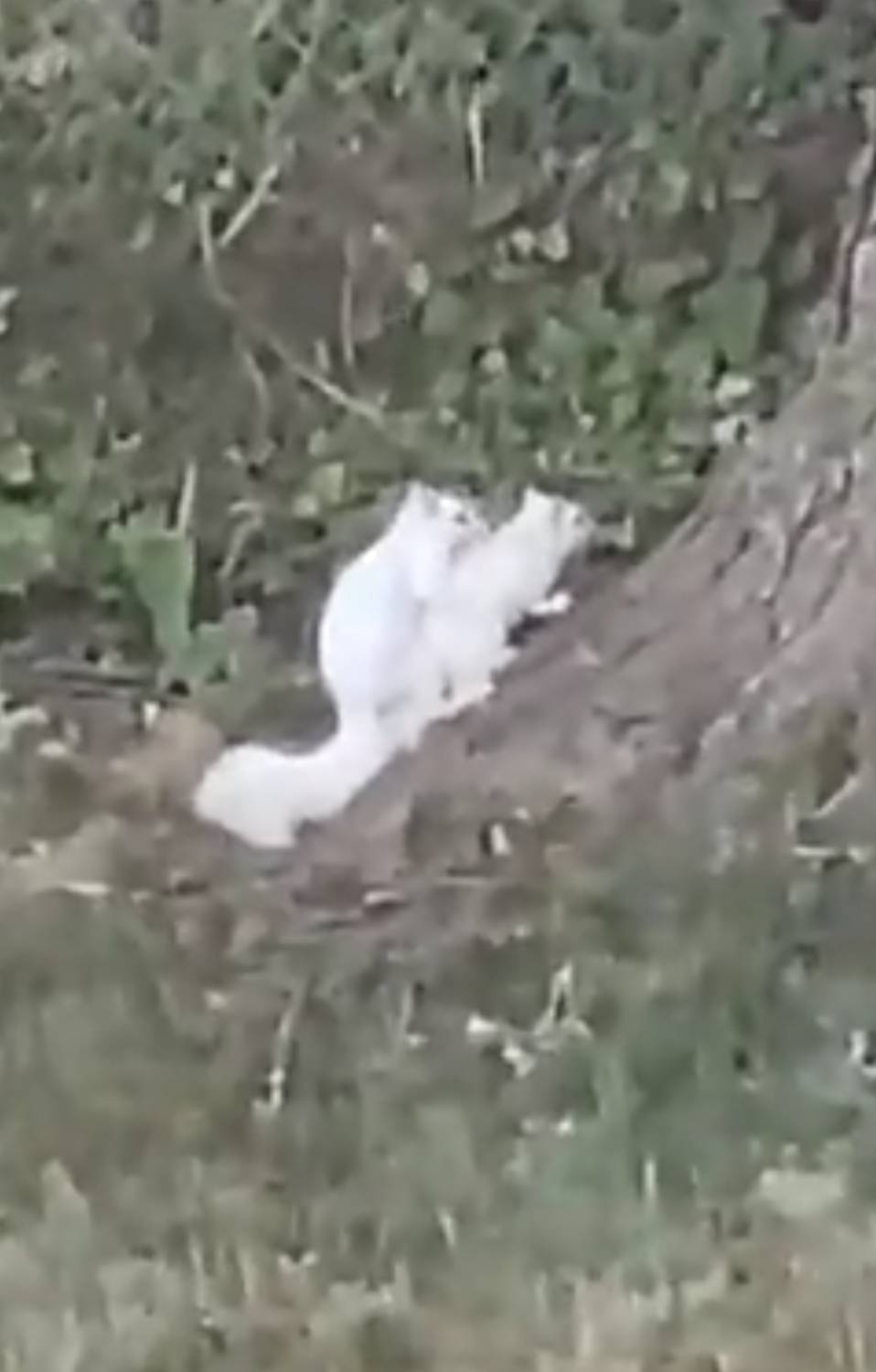 My wife took this picture of the white squirrels living in our backyard | Scrolller
