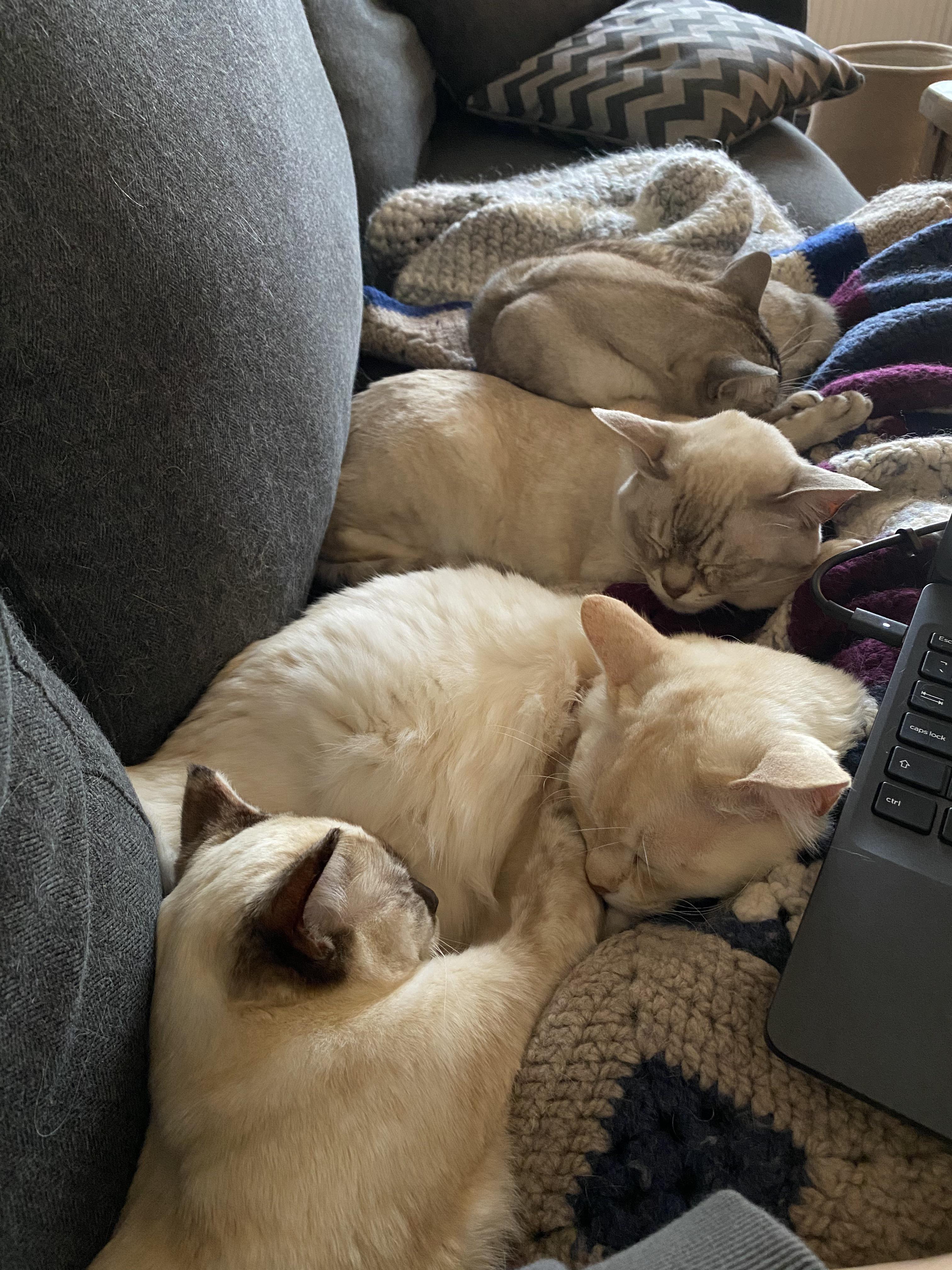 My working from home cuddle puddle | Scrolller