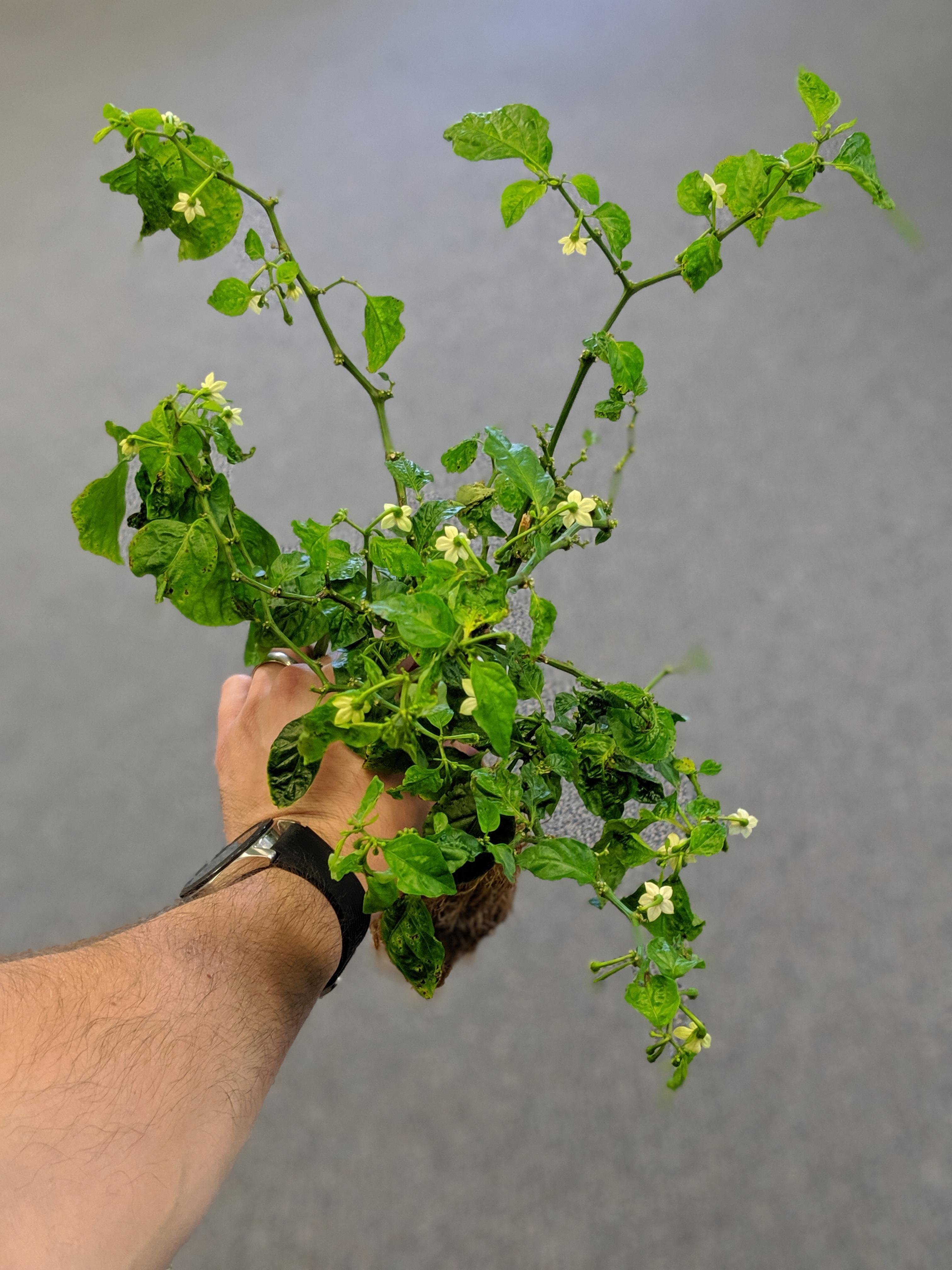 My worst looking plant at work. Can you tell what's wrong? | Scrolller