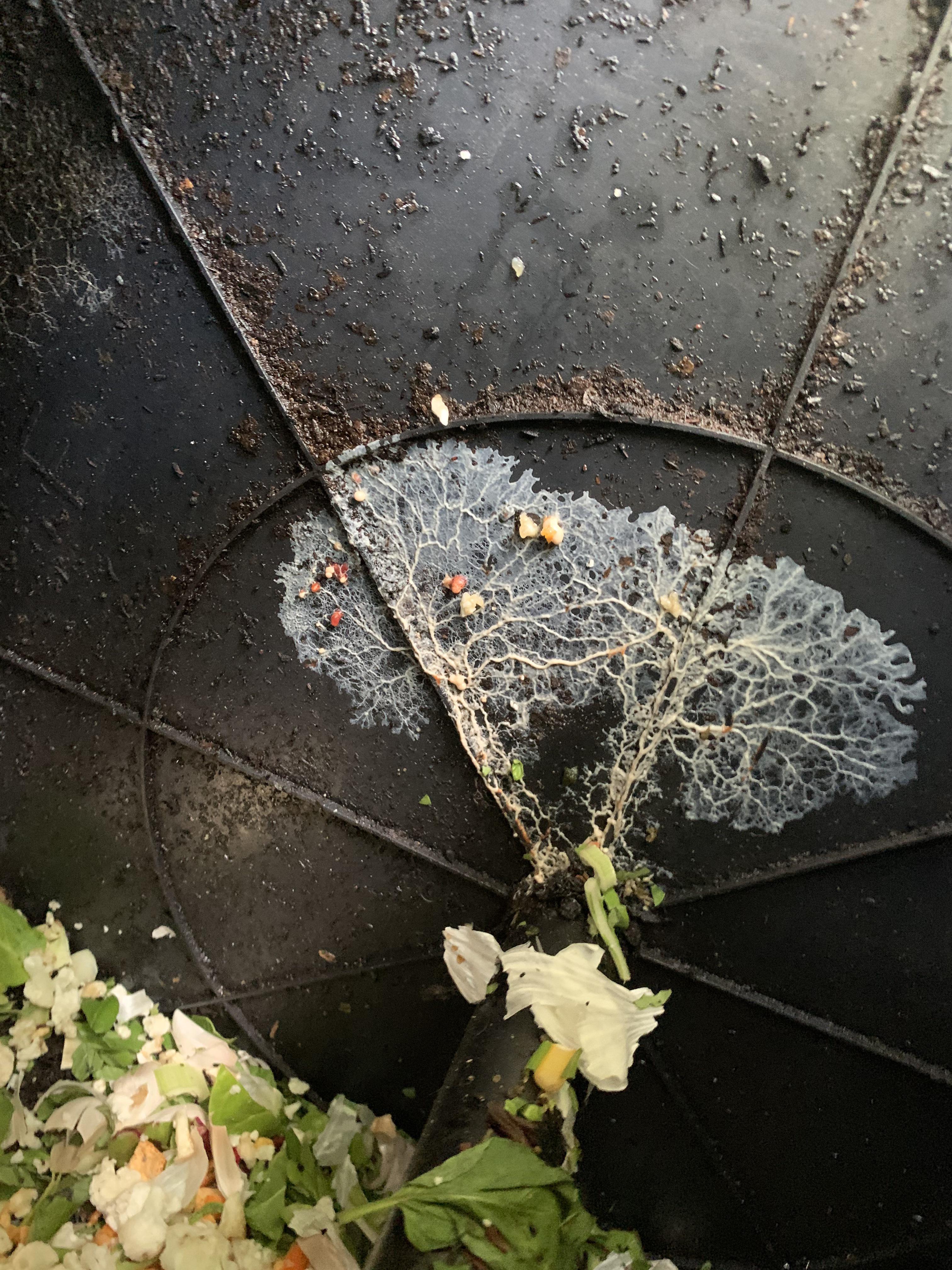 Mycelium growth in compost bin - so cool! | Scrolller