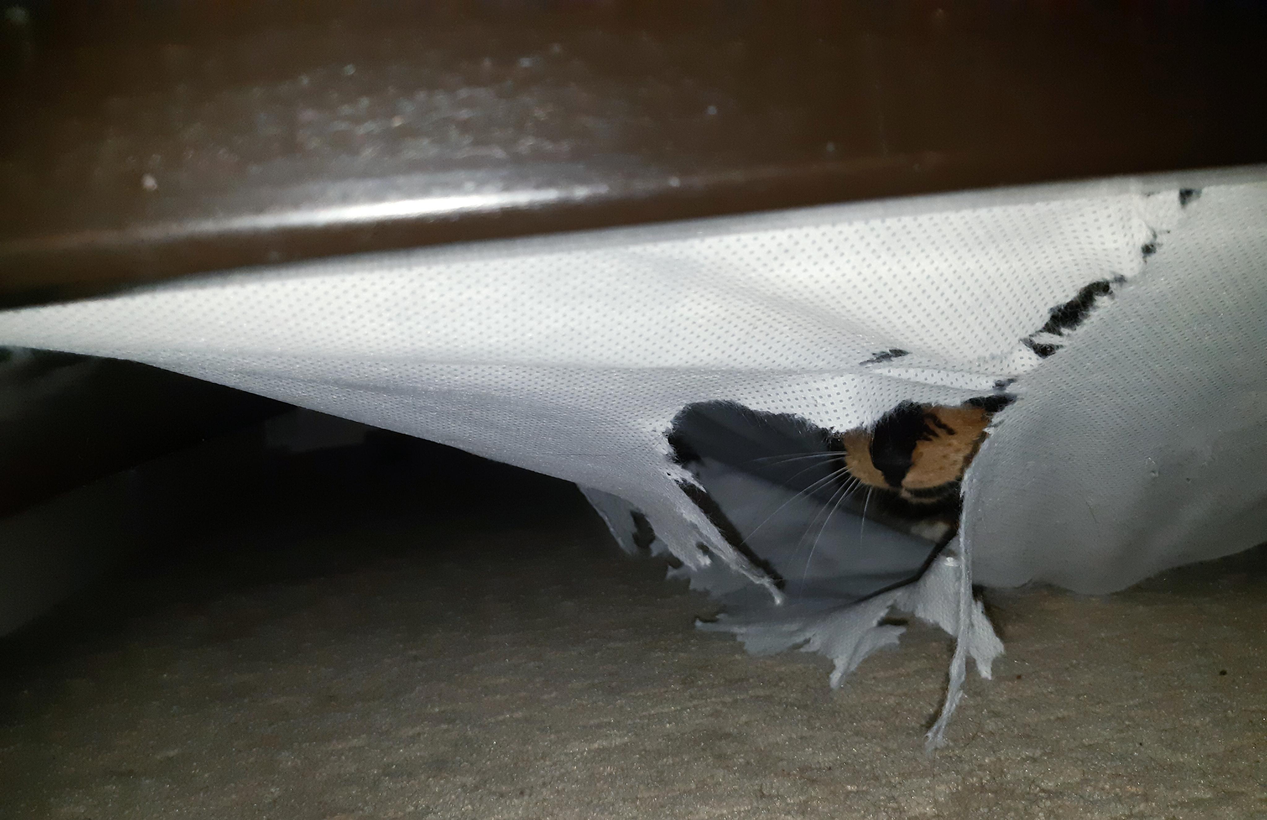 MYSTERIOUS PUSSY DESTROYING BOX SPRING EXPOSED ON CAMERA | Scrolller