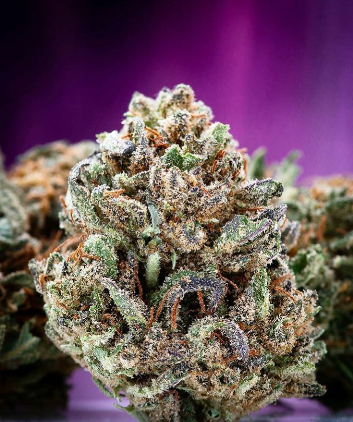 Mystic Roots "Lifter" Organic Hemp Flower | Scrolller