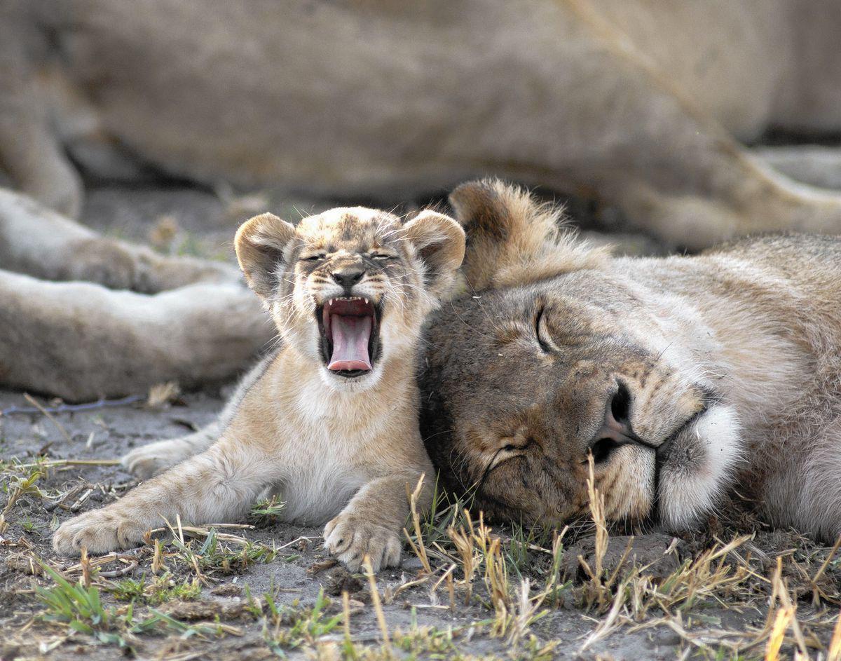 Nap Time | Scrolller