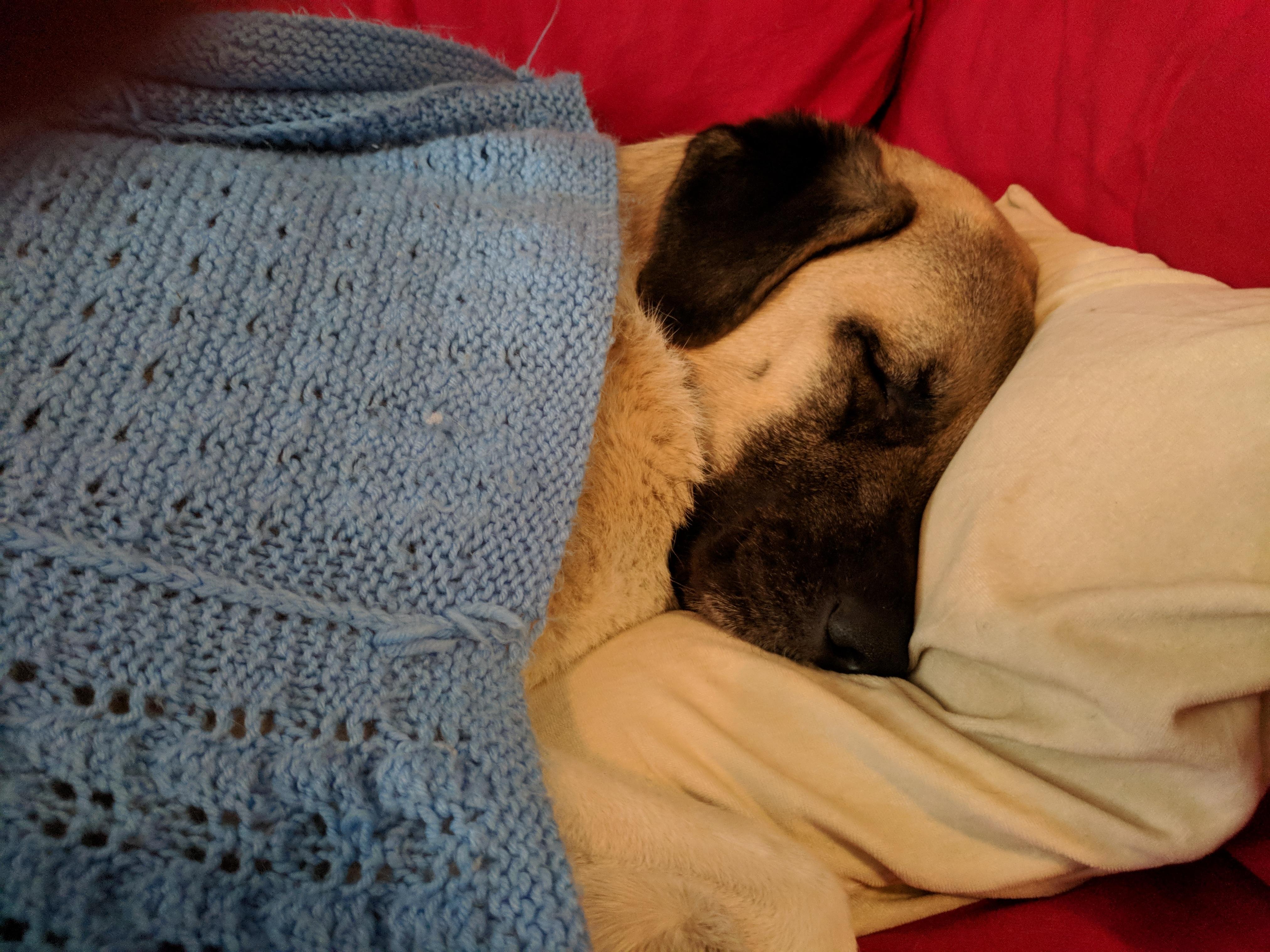 Nap Time | Scrolller