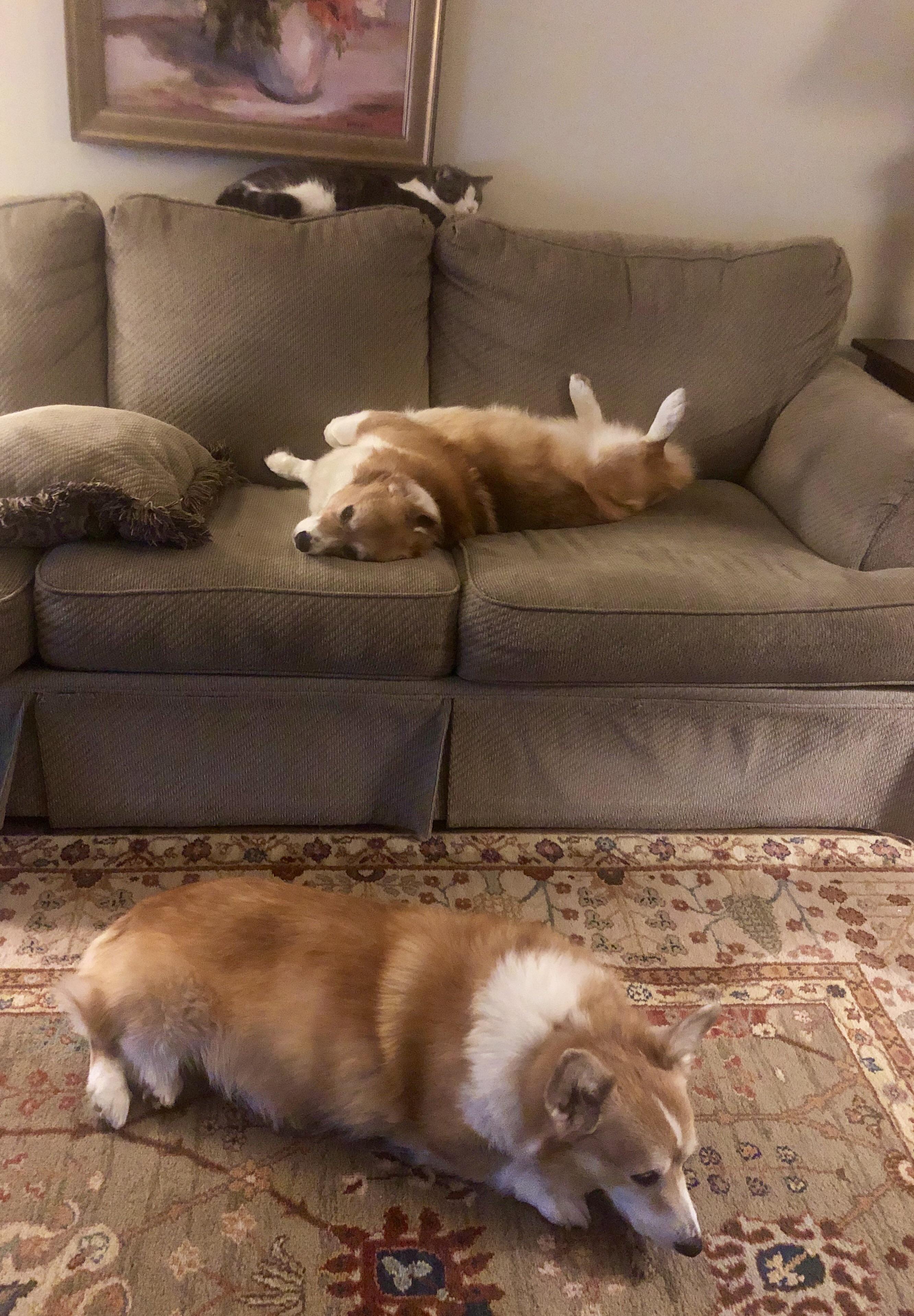 Napping “together.” Zant (the cat), Malcolm, and Wesley | Scrolller