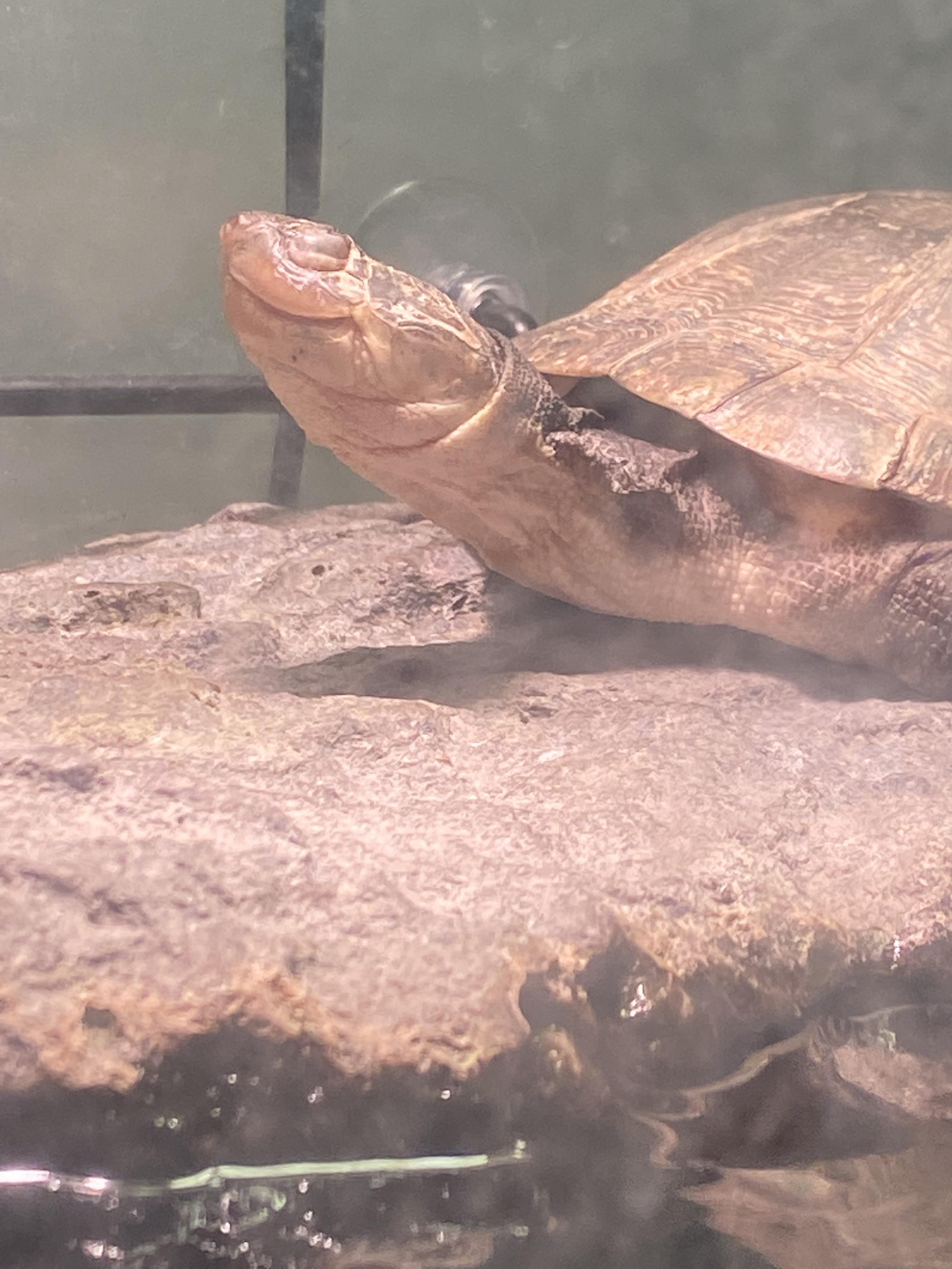 Nappy time when basking | Scrolller