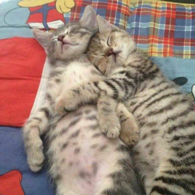 Naptime Cuddling 🤗 | Scrolller