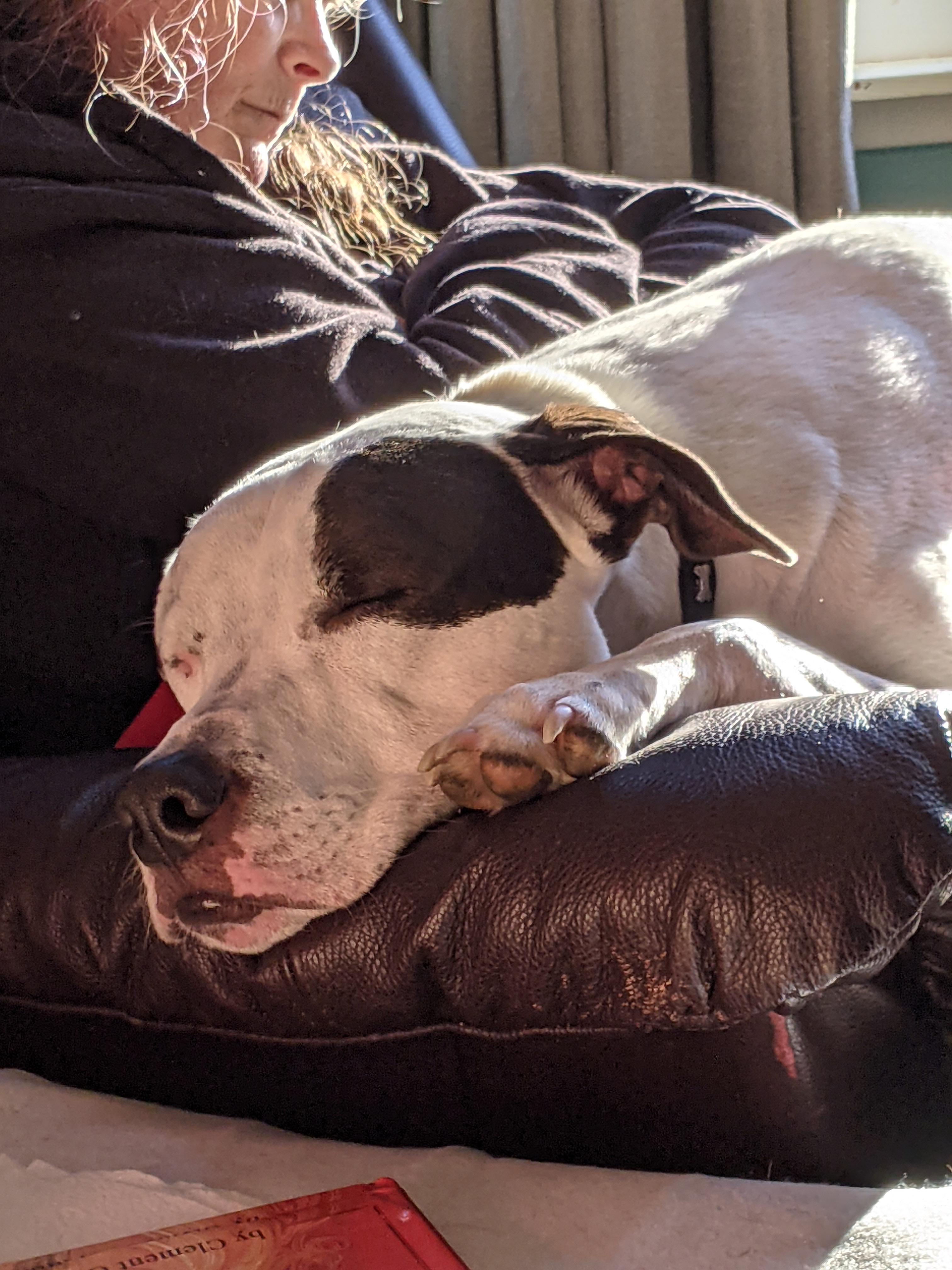 Naptime is lap time. | Scrolller