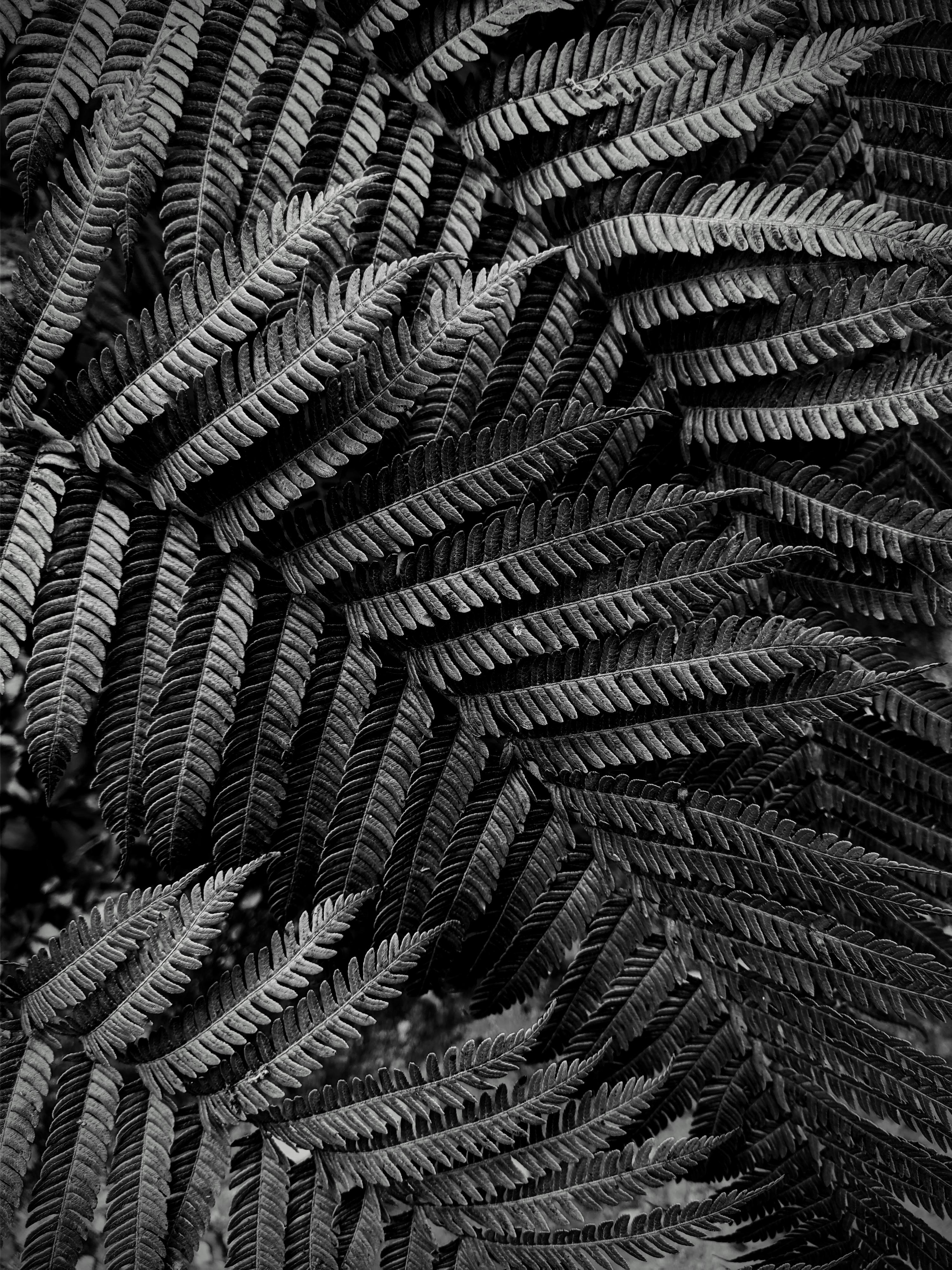 Natural Patterns Scrolller