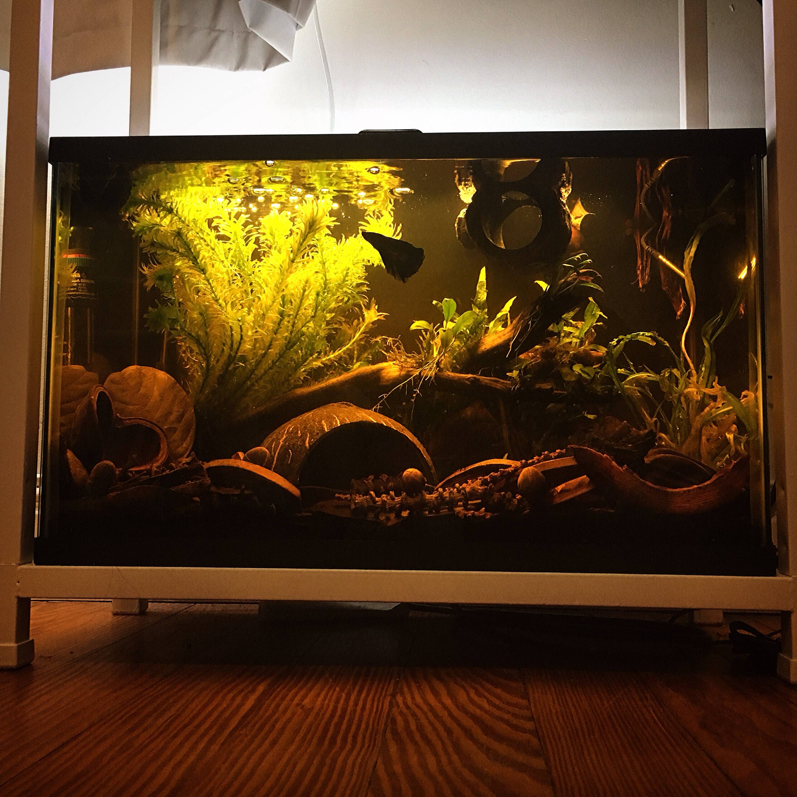 Naturalistic blackwater setup for my betta | Scrolller