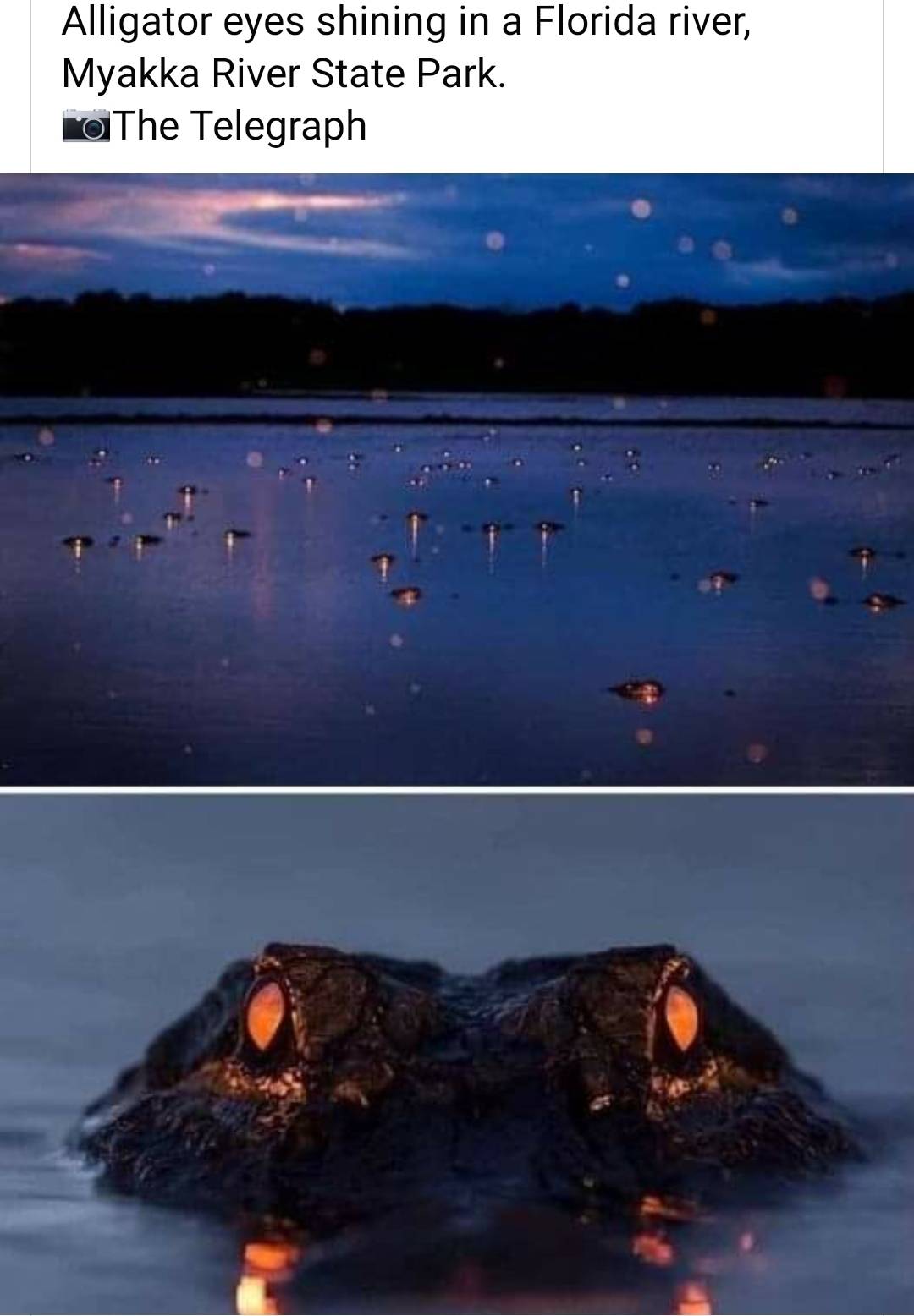 Nature's apex predator.... | Scrolller