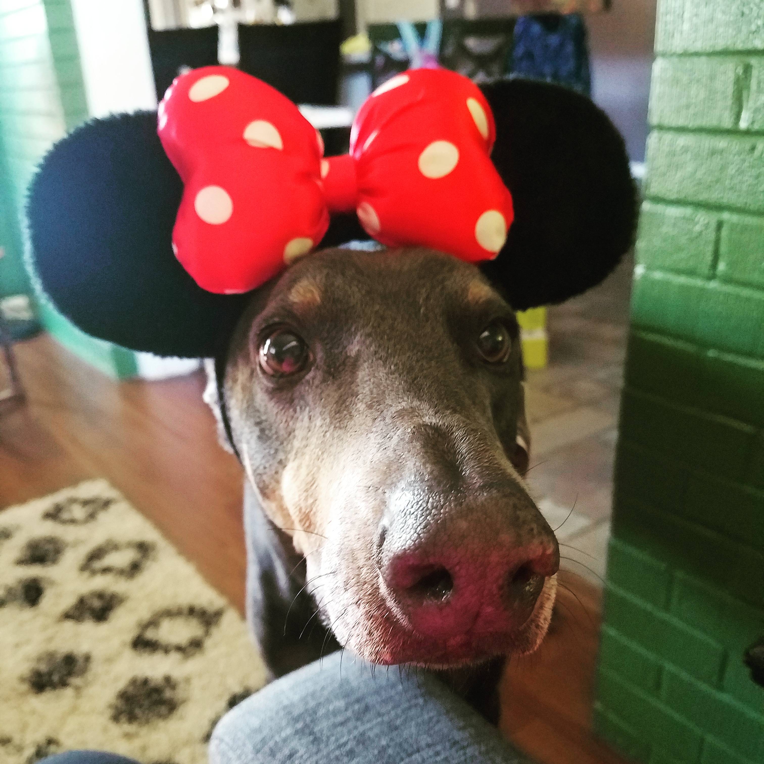 Na'vi makes a cute Minnie Mouse. | Scrolller